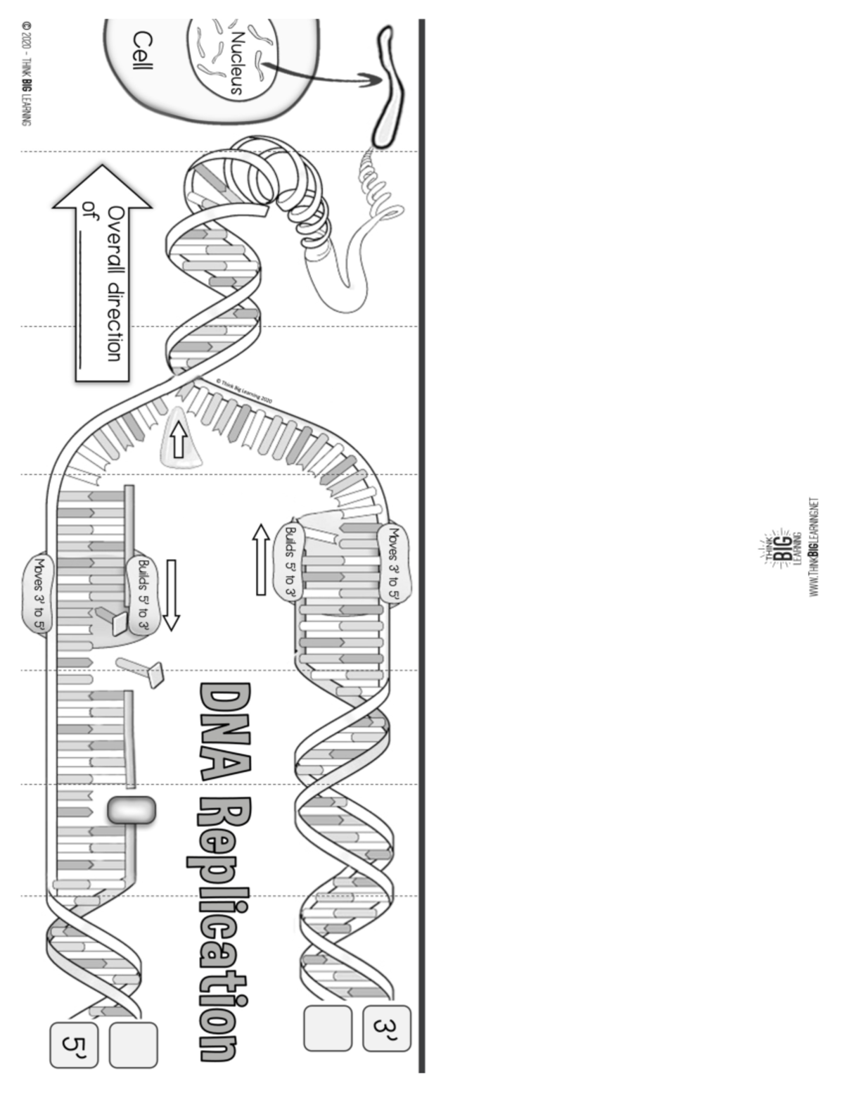 DNA Replication Foldable and Review Notes - Studocu