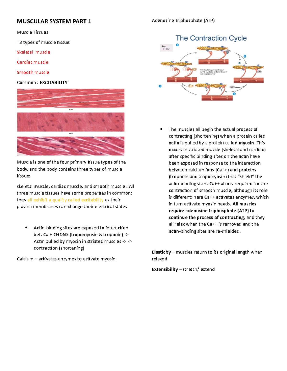 Muscular System part 1 - SJGDUAGDJQ - MUSCULAR SYSTEM PART 1 Muscle ...