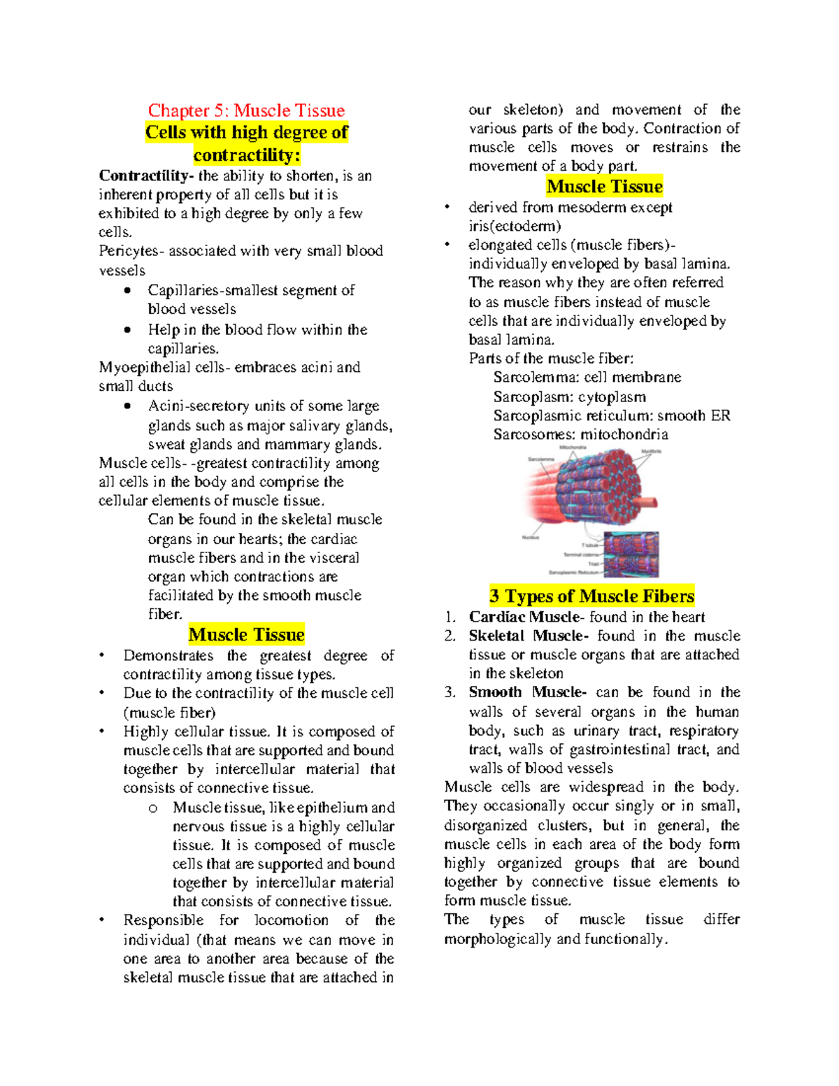 Muscle Tissue 5 - 11111 - Chapter 5: Muscle Tissue Cells with high ...