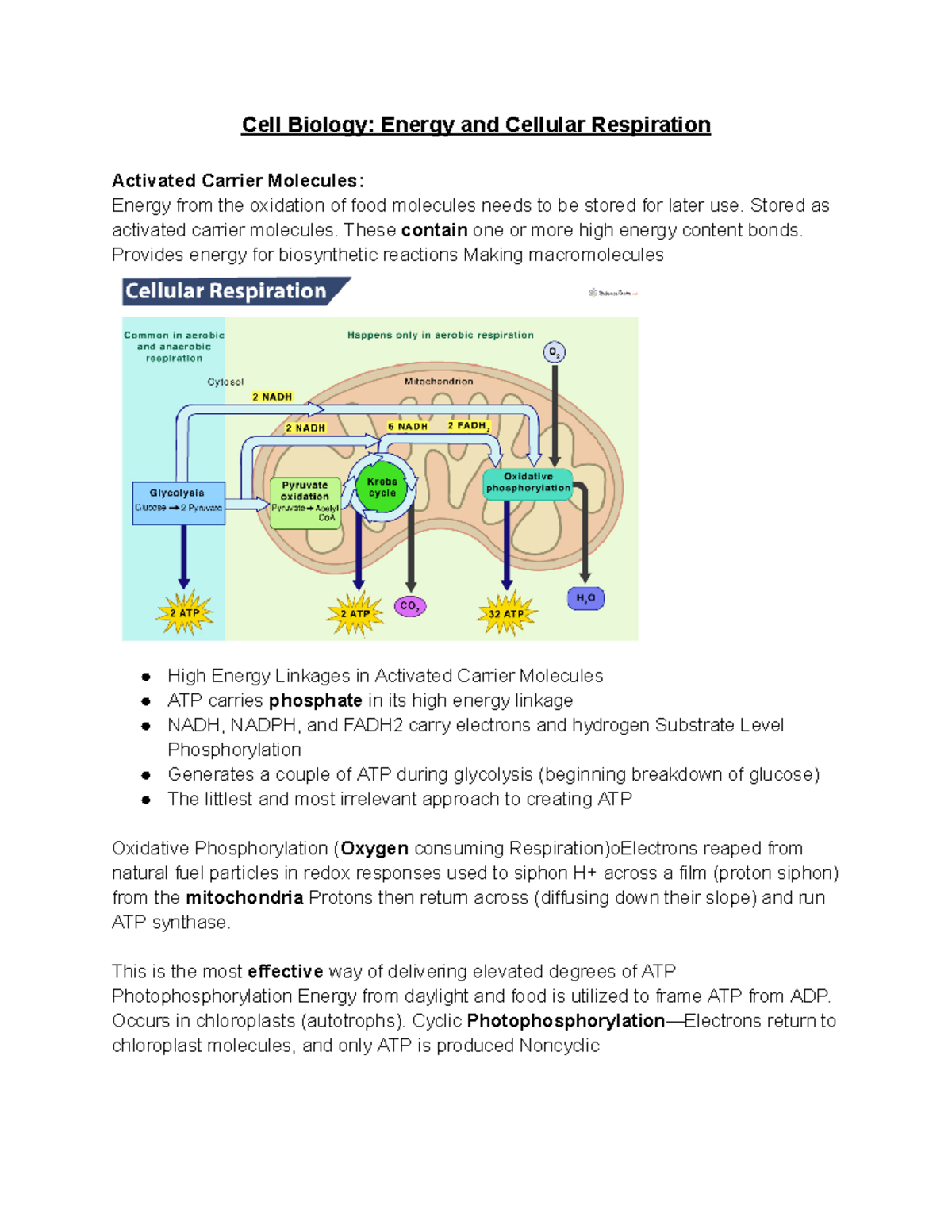 Cell Biology Energy and Cellular Respiration - Cell Biology: Energy and ...