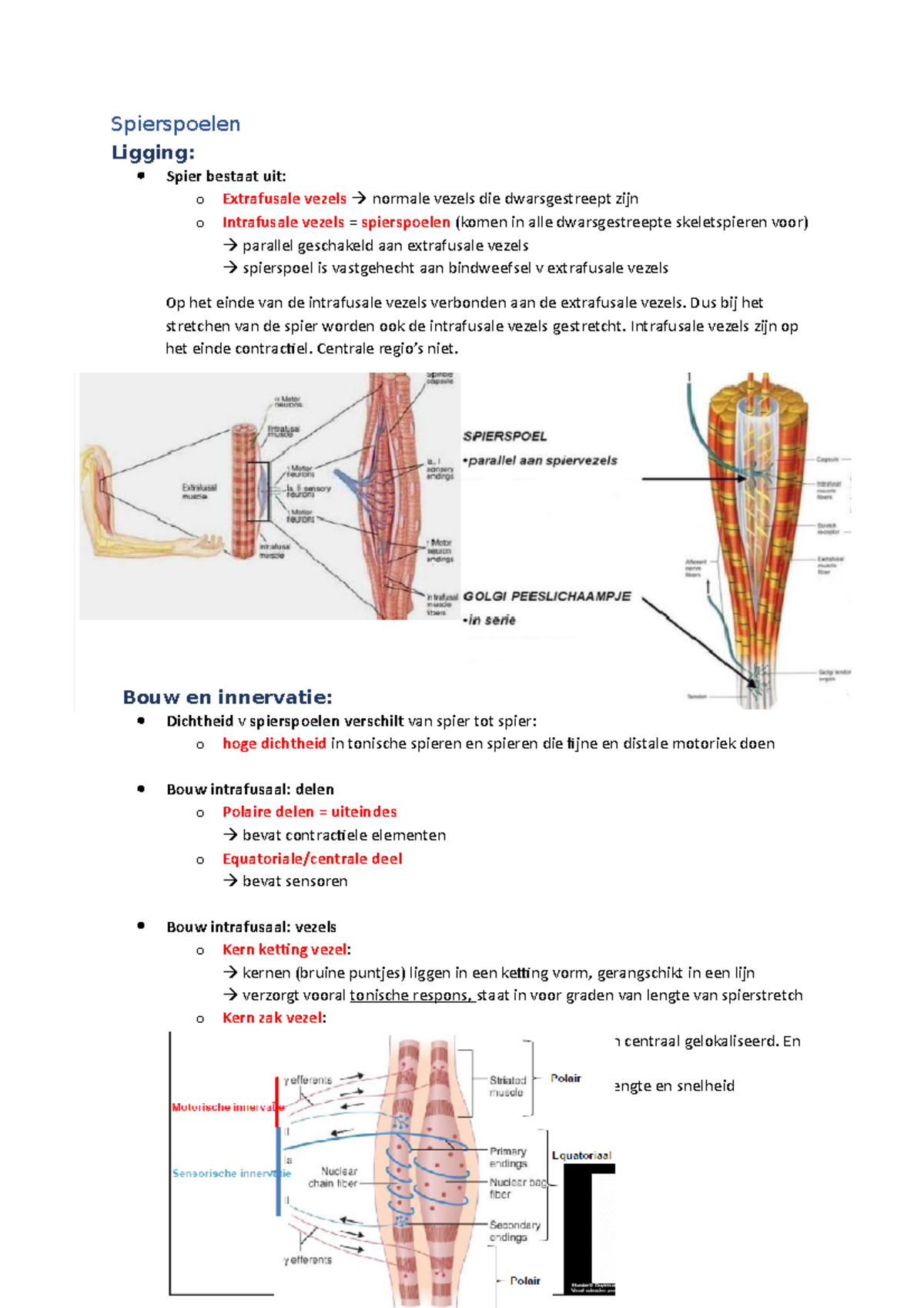 Spierspoelen neurologie werking - Spierspoelen Ligging: Spier bestaat ...
