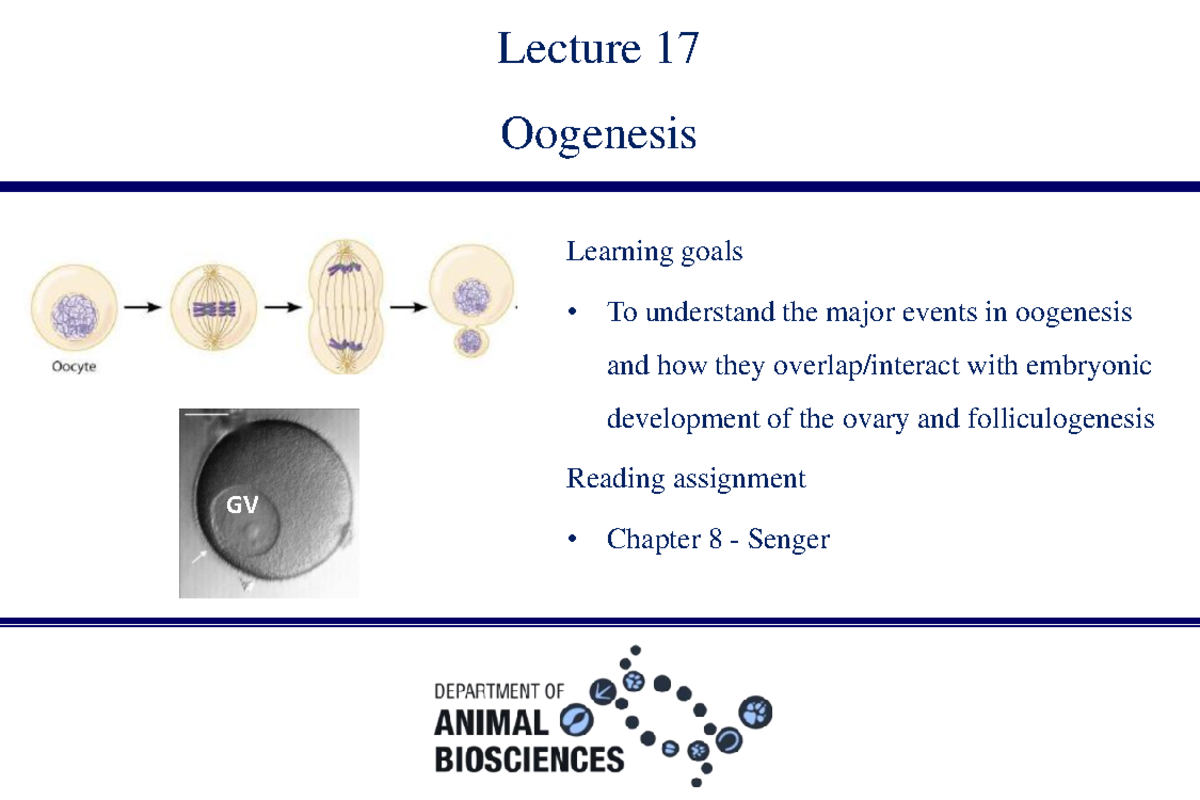 20-02-12 - Lecture 17 - Oogenesis - Lecture 17 Oogenesis Learning goals ...