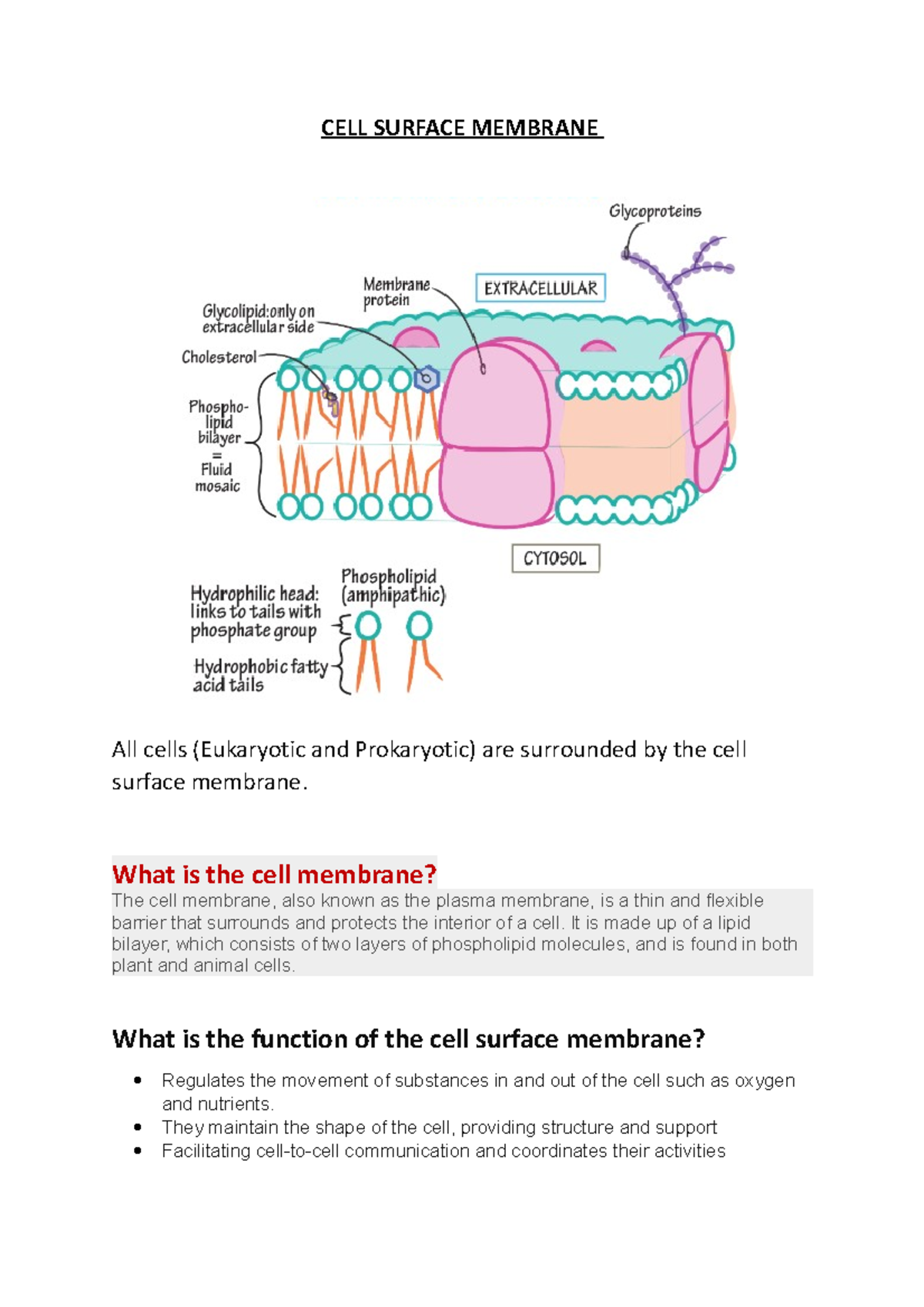 CELL Surface Membrane - CELLSSSSSSSS - CELL SURFACE MEMBRANE All cells ...