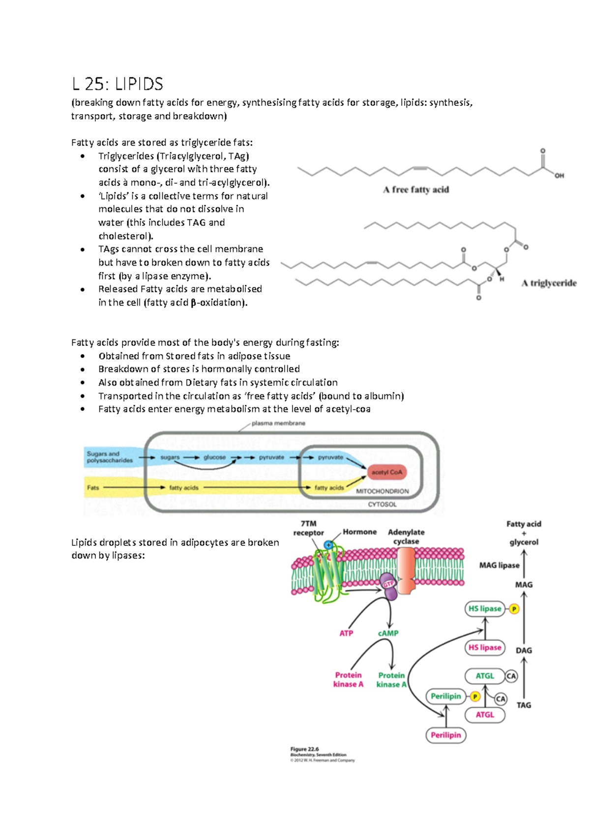 Lipids - lipid metabolism - L 25: LIPIDS (breaking down fatty acids for ...