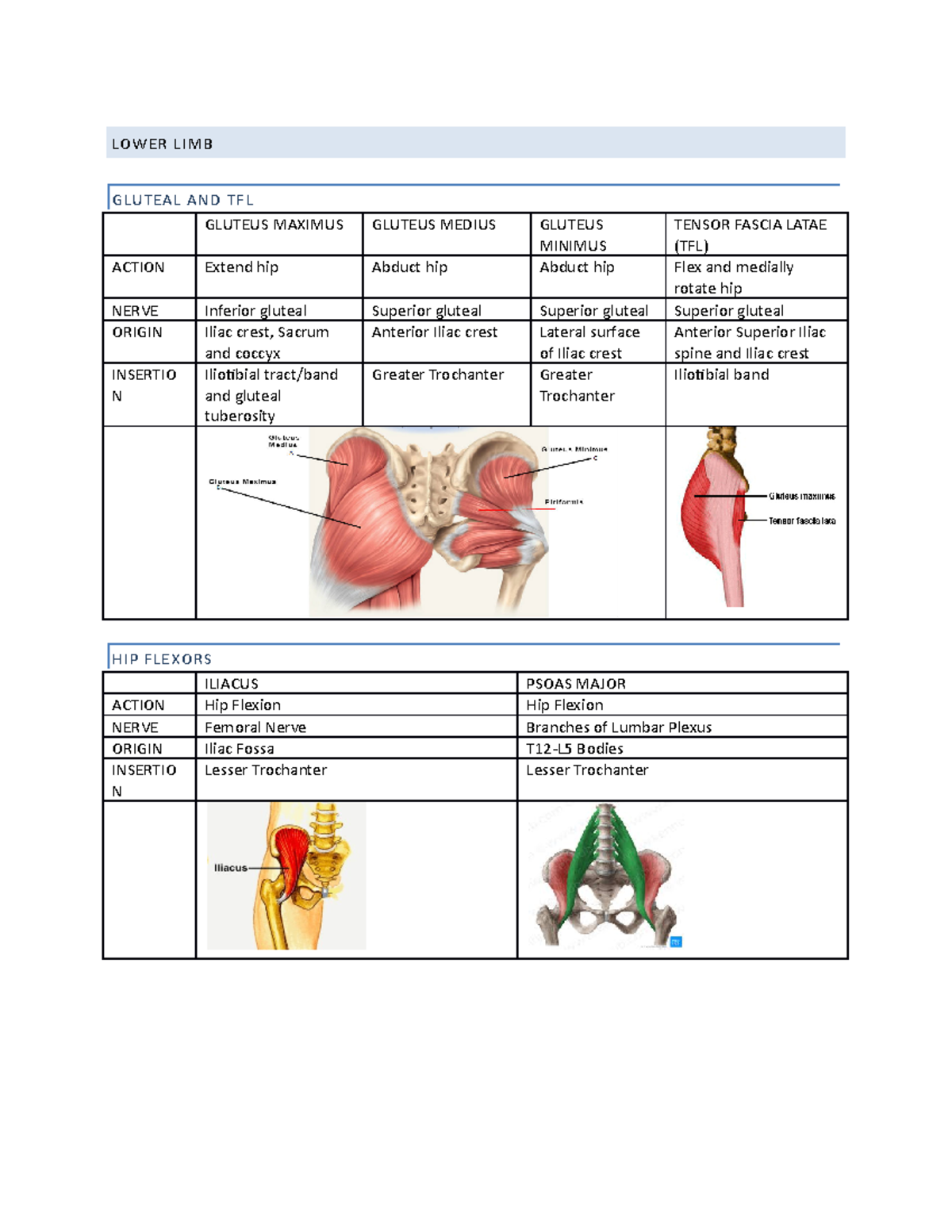 Muscles of the Body - LOWER LIMB GLUTEAL AND TFL GLUTEUS MAXIMUS ...
