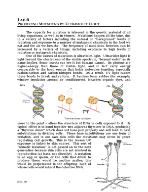 Bio 111 Lab 3 Enzymes - Lab - LAB 3: THE CELL’S ALCHEMISTS (Enzymes ...