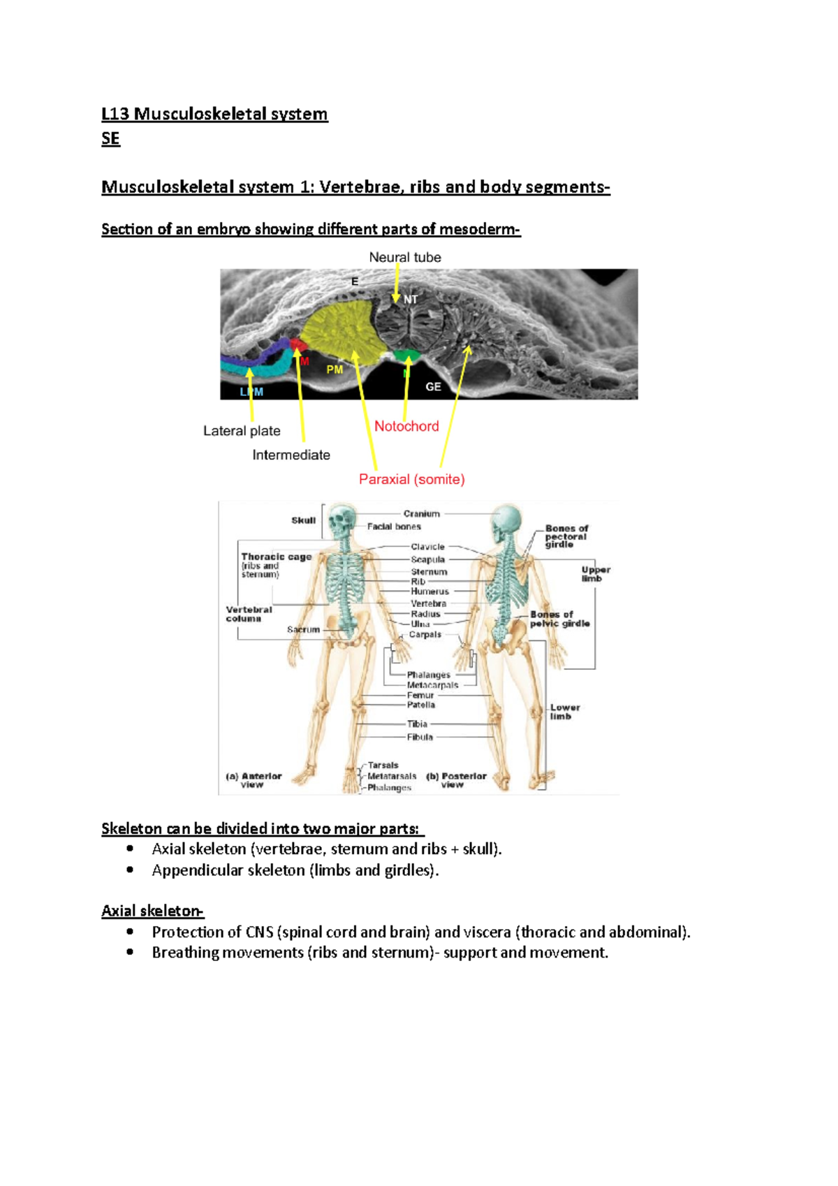 L13 Musculoskeletal system notes - L13 Musculoskeletal system SE ...