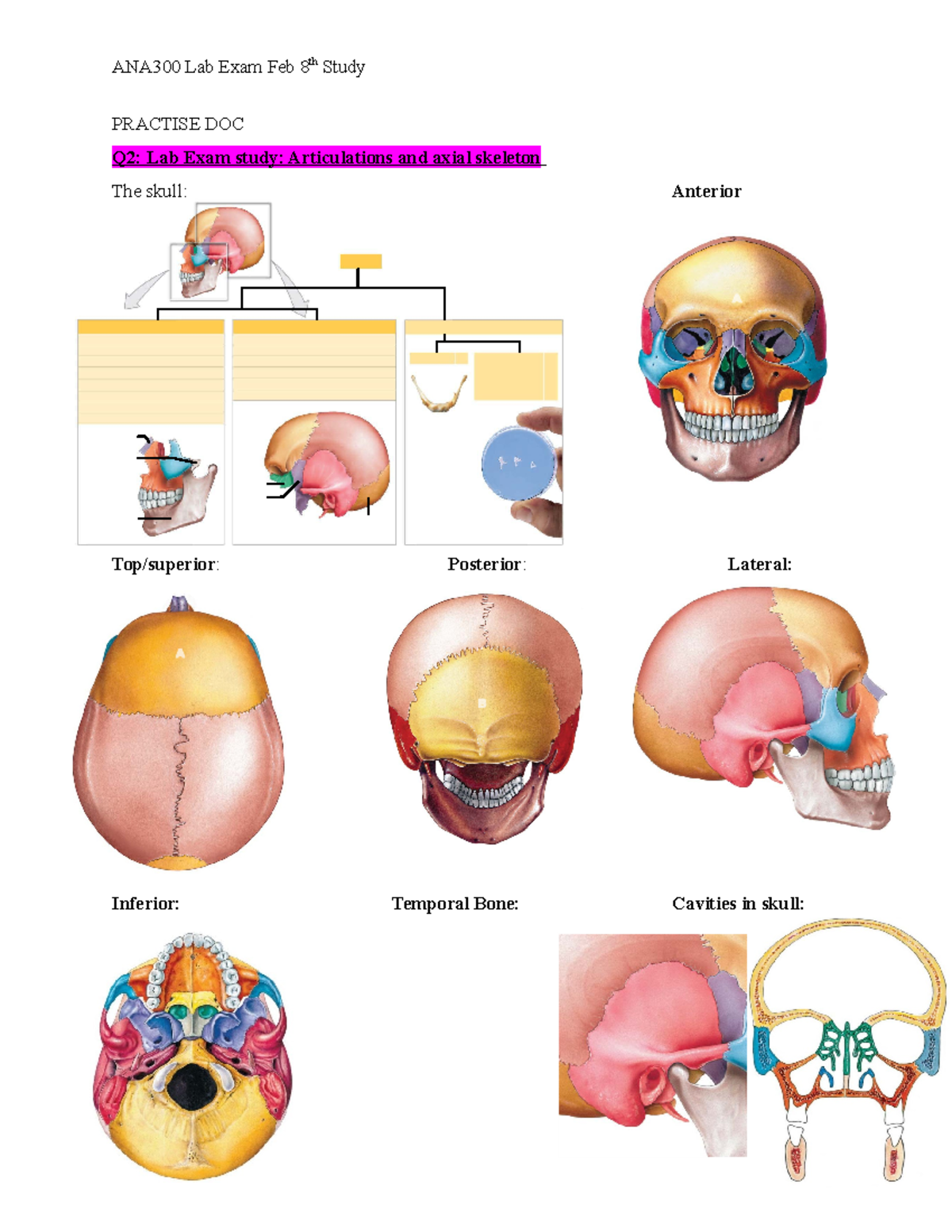 ANA300 Lab Exam 1 Document for Gross and Neuroanatomy - PRACTISE DOC Q2 ...
