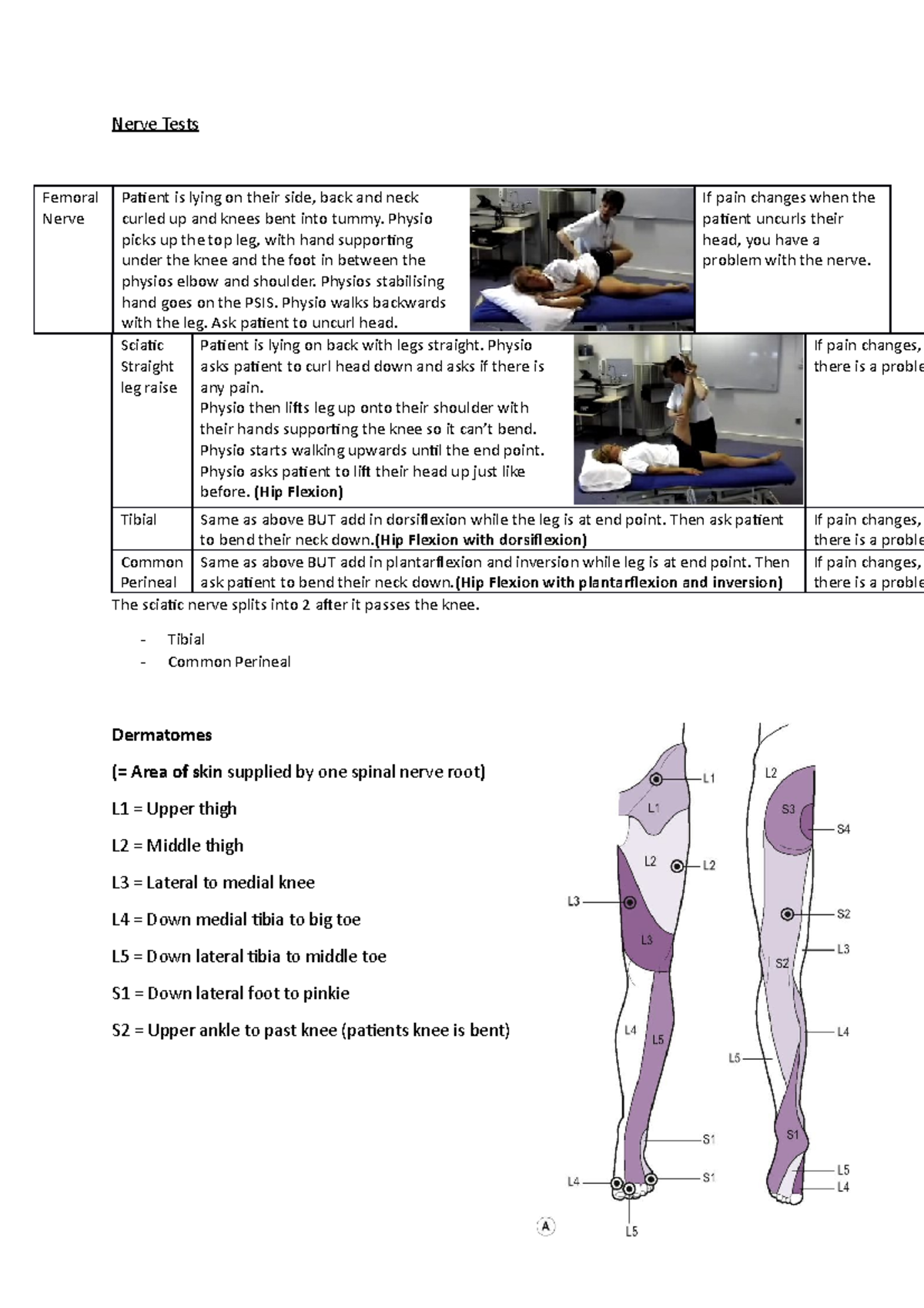 Lover Nerve Tests - Lecture notes 10-12 - Nerve Tests Femoral Nerve ...