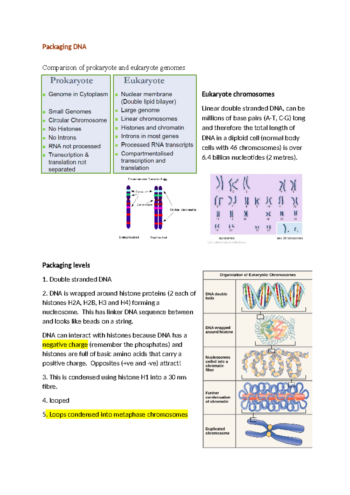 Week 5 Summary - Packaging DNA Comparison of prokaryote and eukaryote ...