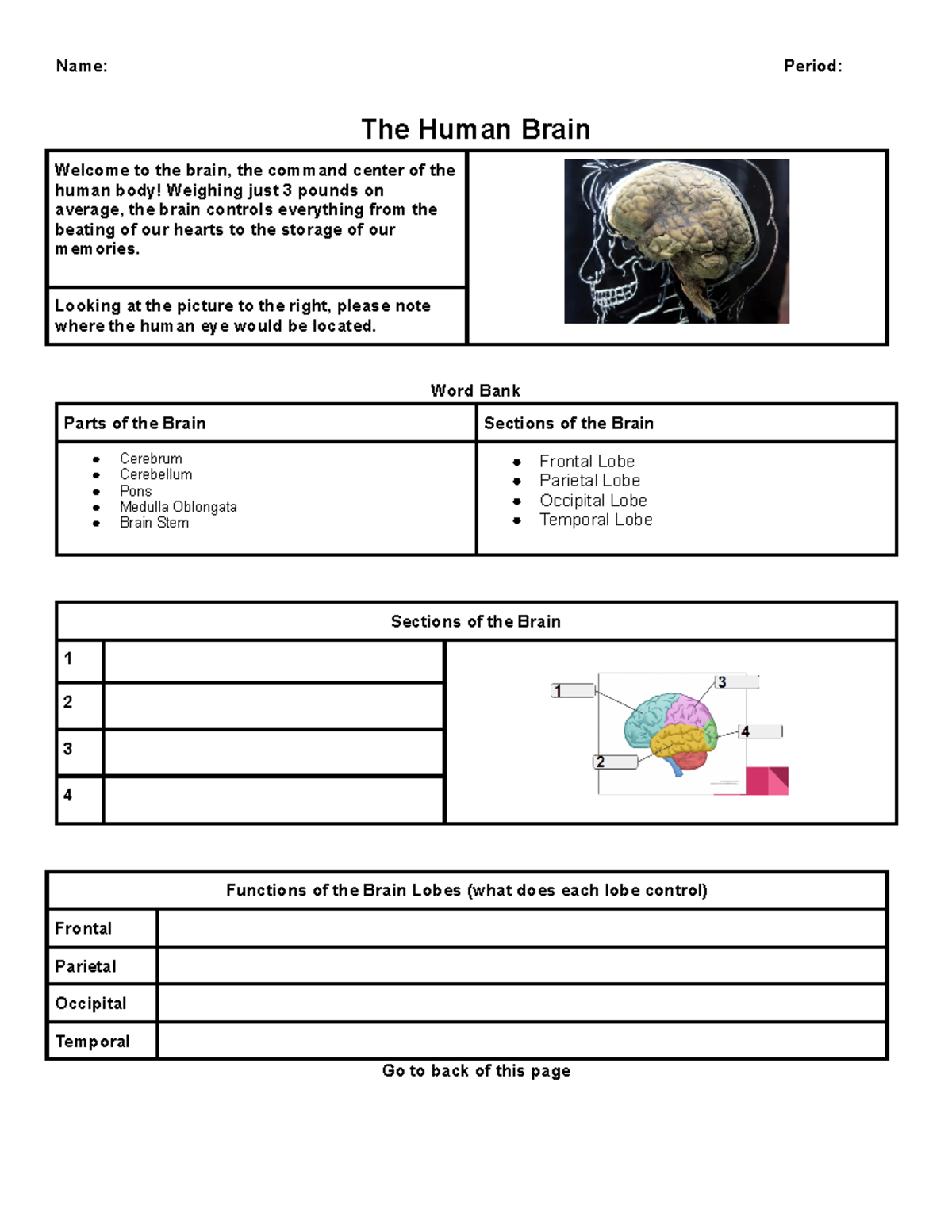 Copy of The Human Brain worksheet - Name: Period: The Human Brain ...