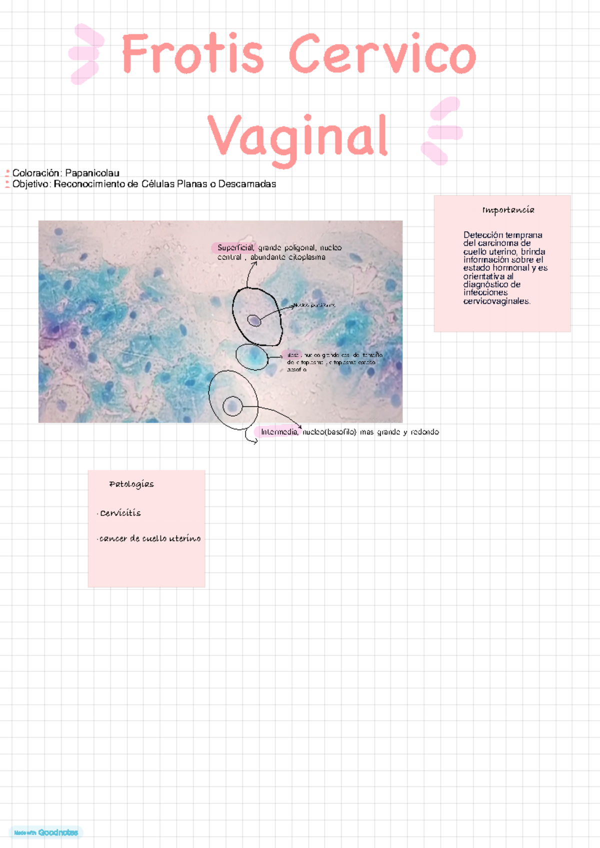 Semana 1 Histo - Frotis Cervico Vaginal Coloración: Papanicolau ...