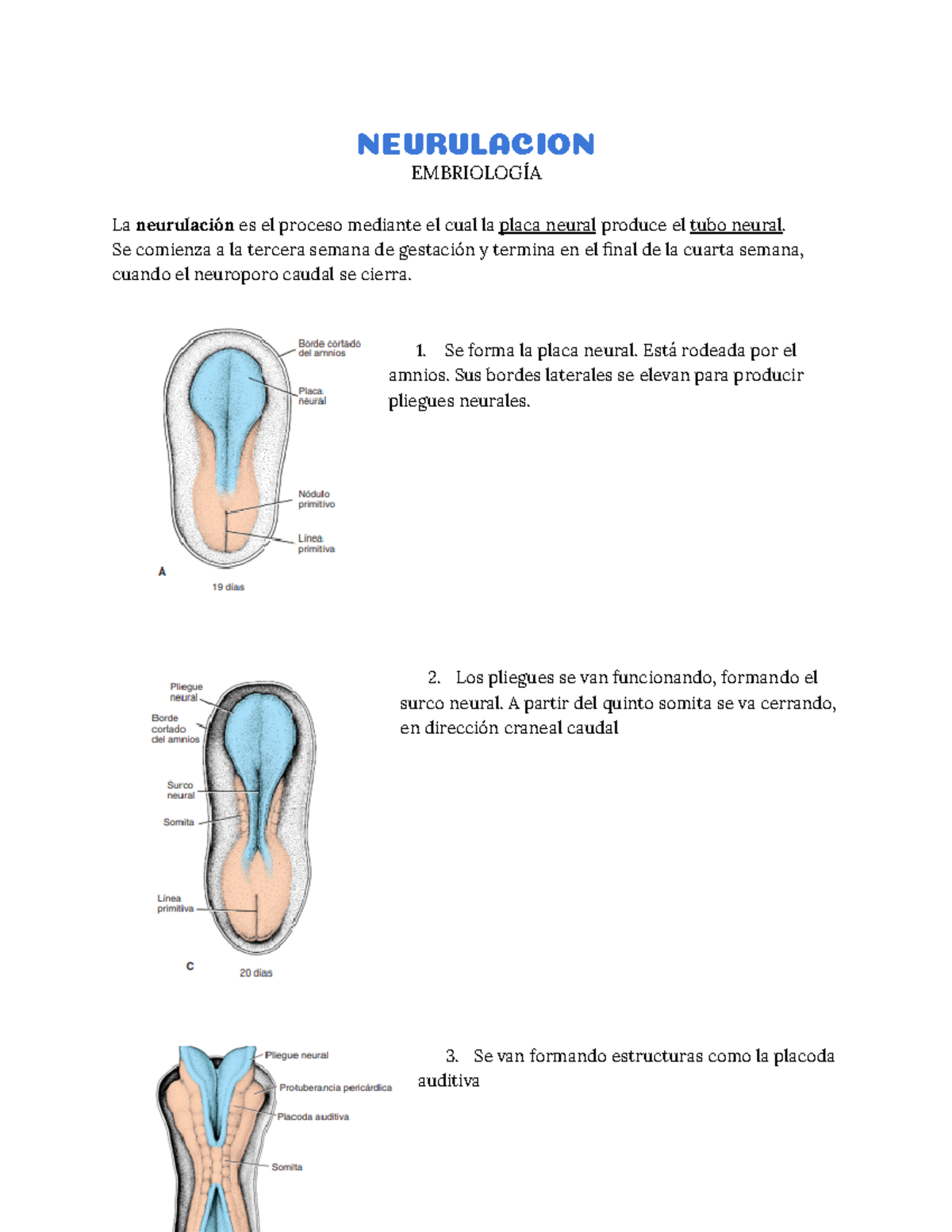 Neurulacion - NEURULACION EMBRIOLOGÍA La neurulación es el proceso ...