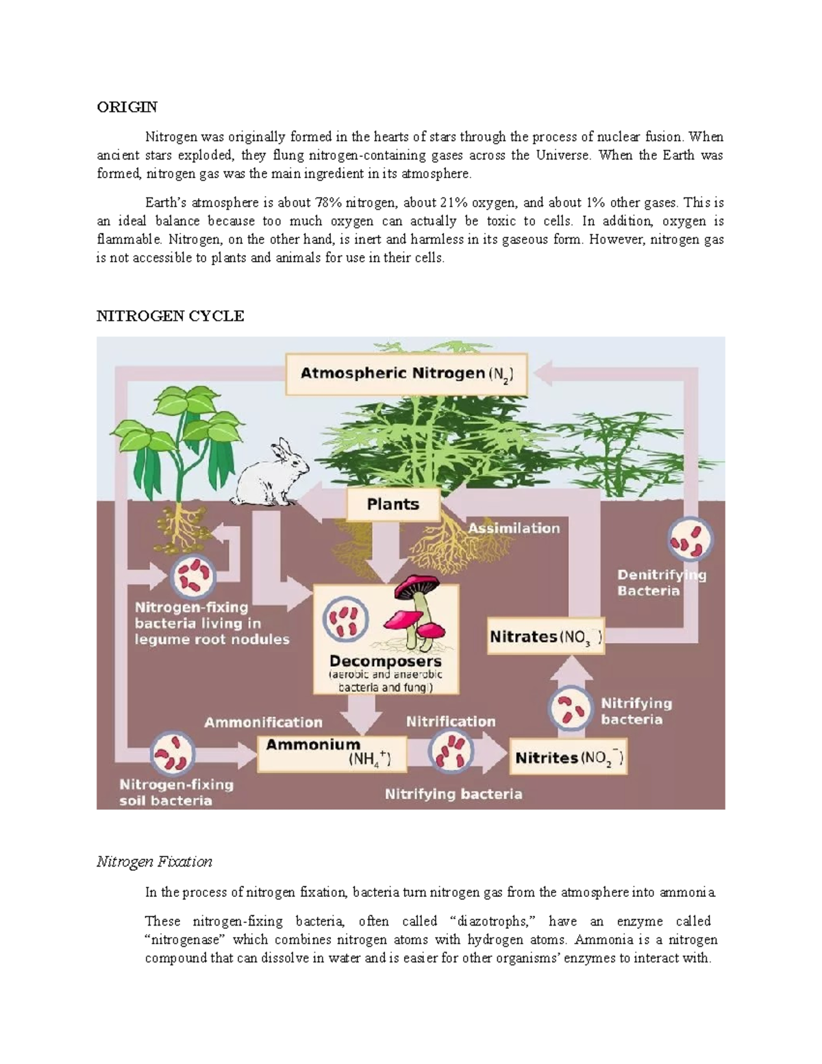 Nitrogen cycle - ORIGIN Nitrogen was originally formed in the hearts of ...