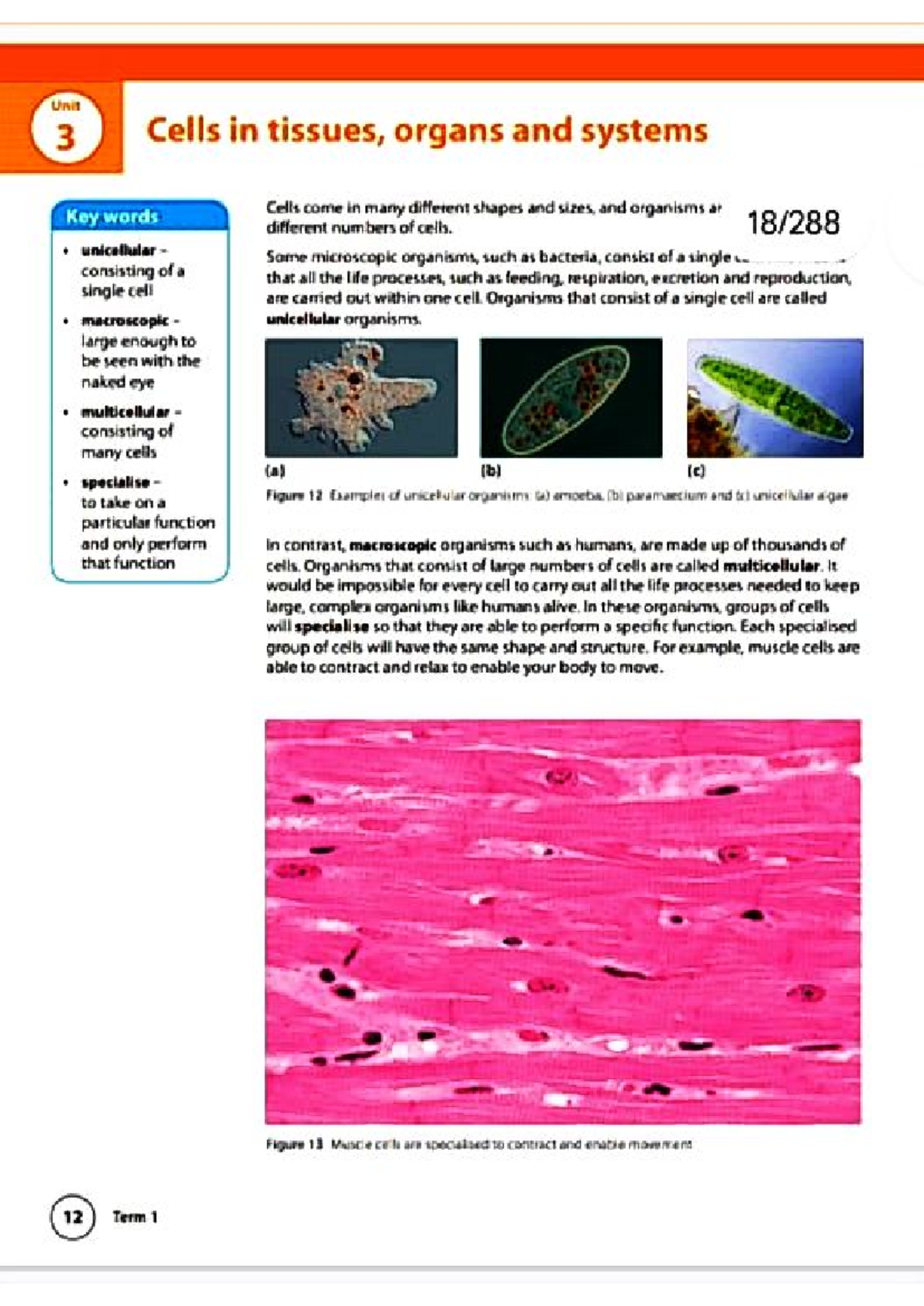 Plant tissue - Unit 3 Cells in tissues, organs and systems Key words ...