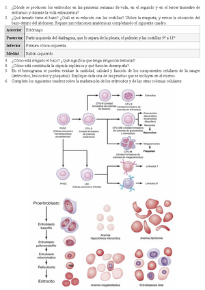 Copia de EPOC Y ASMA - arti - Fenotipo abotagado azul, pícnico ...