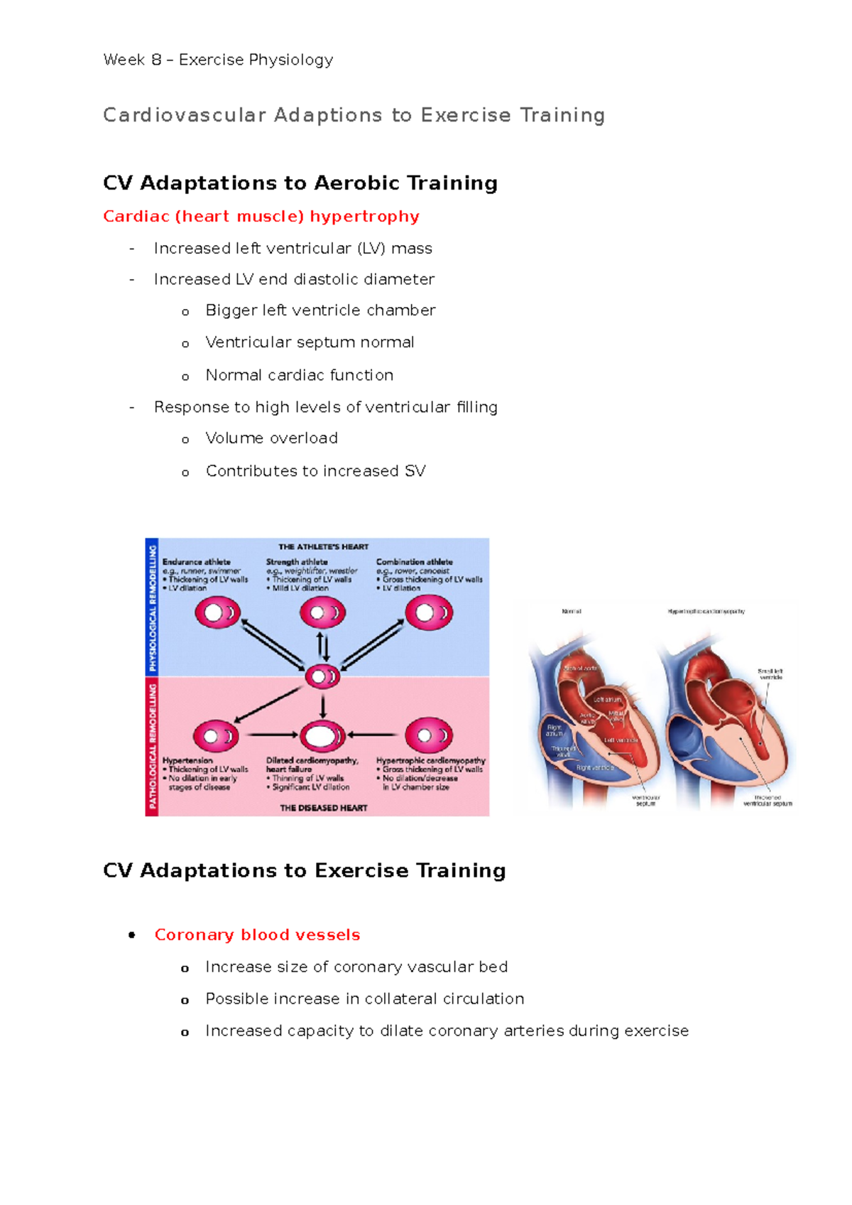 Cardiovascular Adaptions to Exercise Training - Cardiac hypertrophy o ...