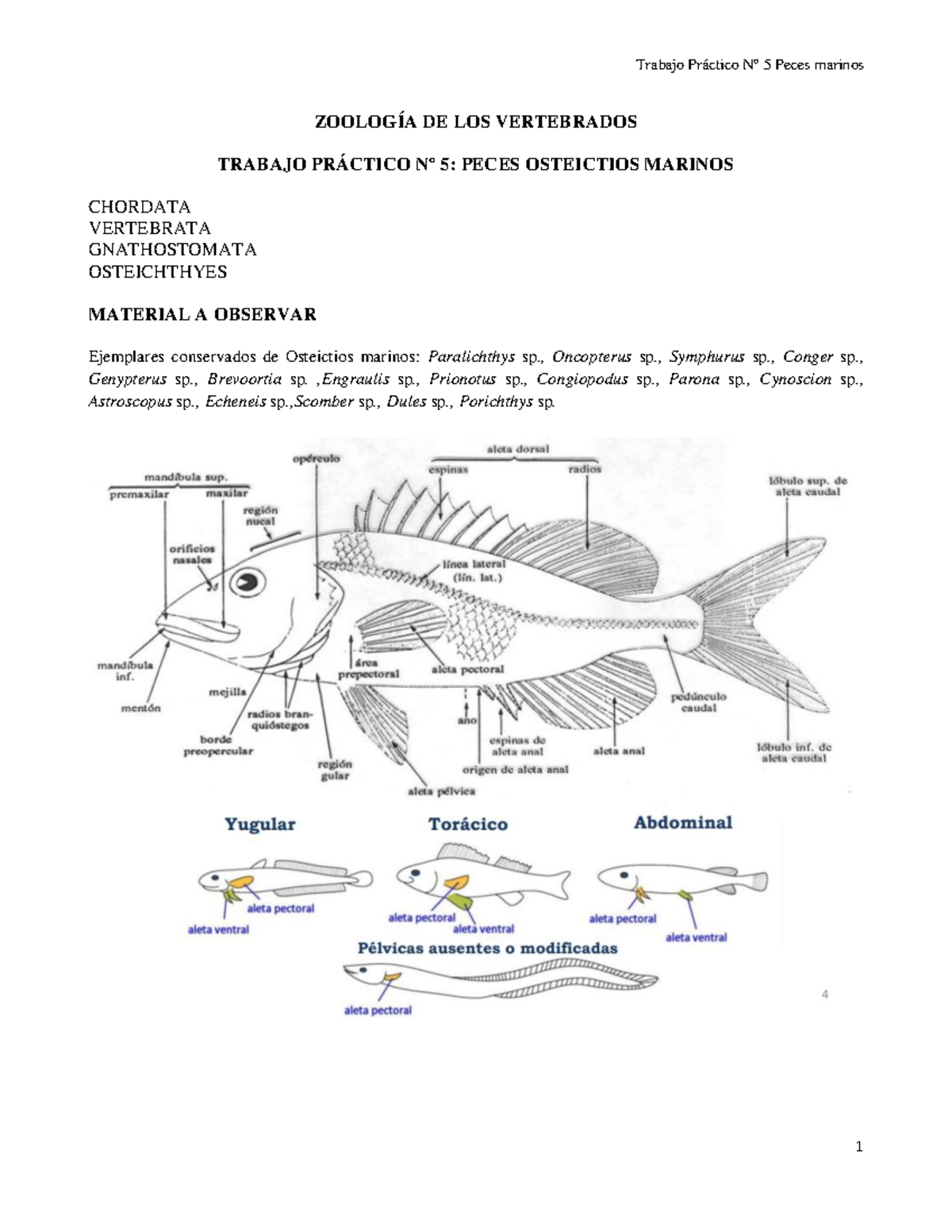 Guia TP 5 Peces marinos - Trabajo Práctico Nº 5 Peces marinos 1 ...
