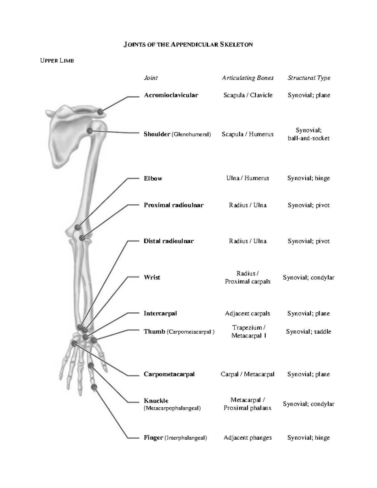 Appendicular Body - Joints (Upper Limb) - JOINTS OF THE APPENDICULAR ...