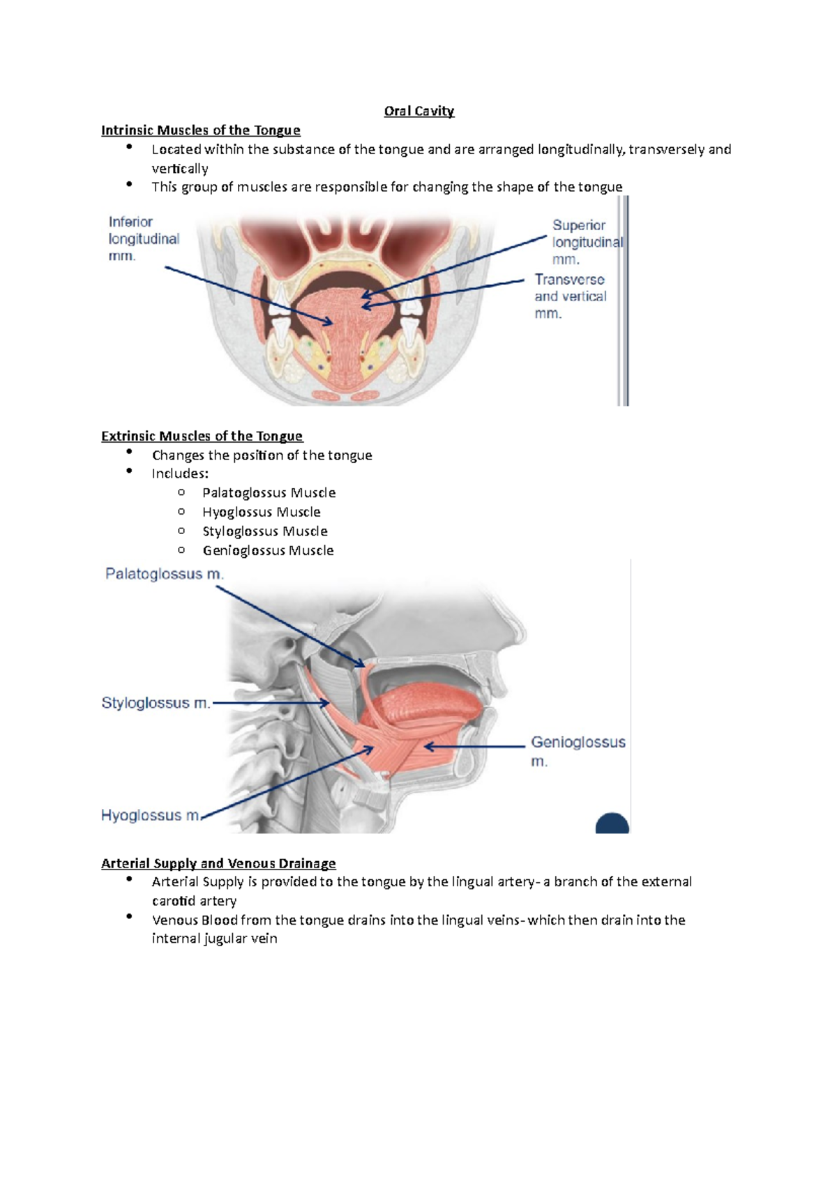 Oral Cavity - Oral Cavity Intrinsic Muscles of the Tongue Located ...