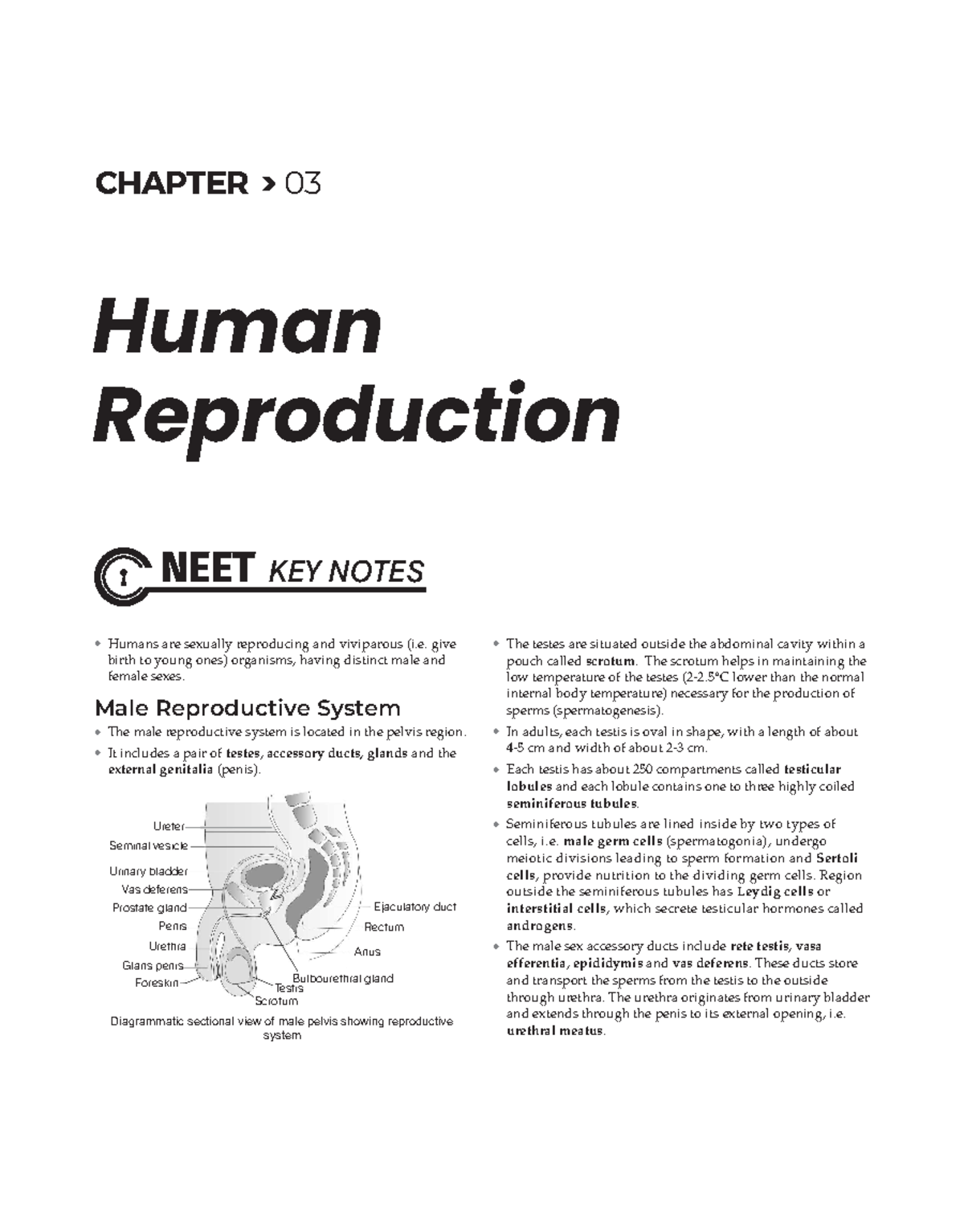 3. Human Reproduction - Å Humans are sexually reproducing and ...