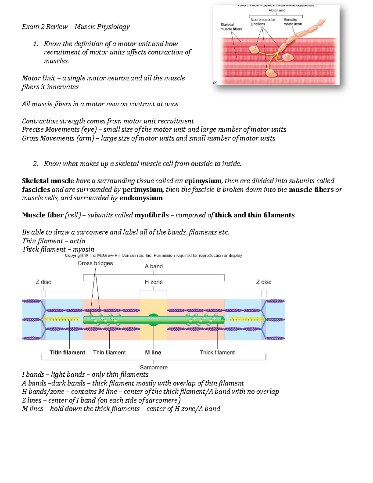 Exam Review-2 muscles - Exam Review - Exam 2 Review Muscle Physiology 1 ...