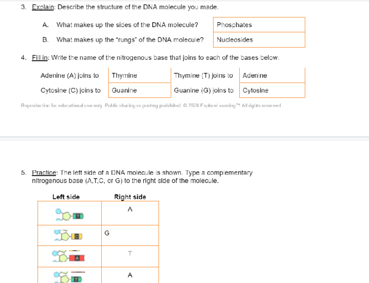 2023-02-27 - Gizmo lab - 3. Explain: Describe the structure of the DNA ...
