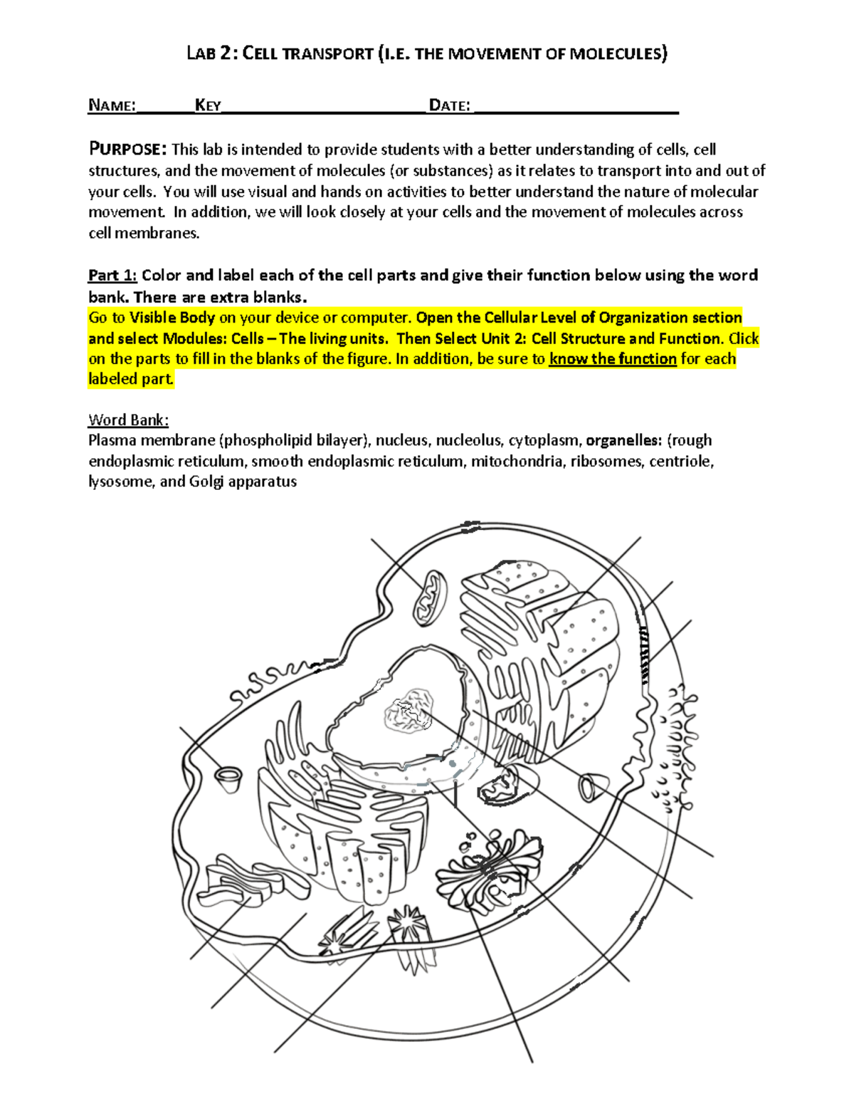 Cell Transport: Lab 2 - Studocu