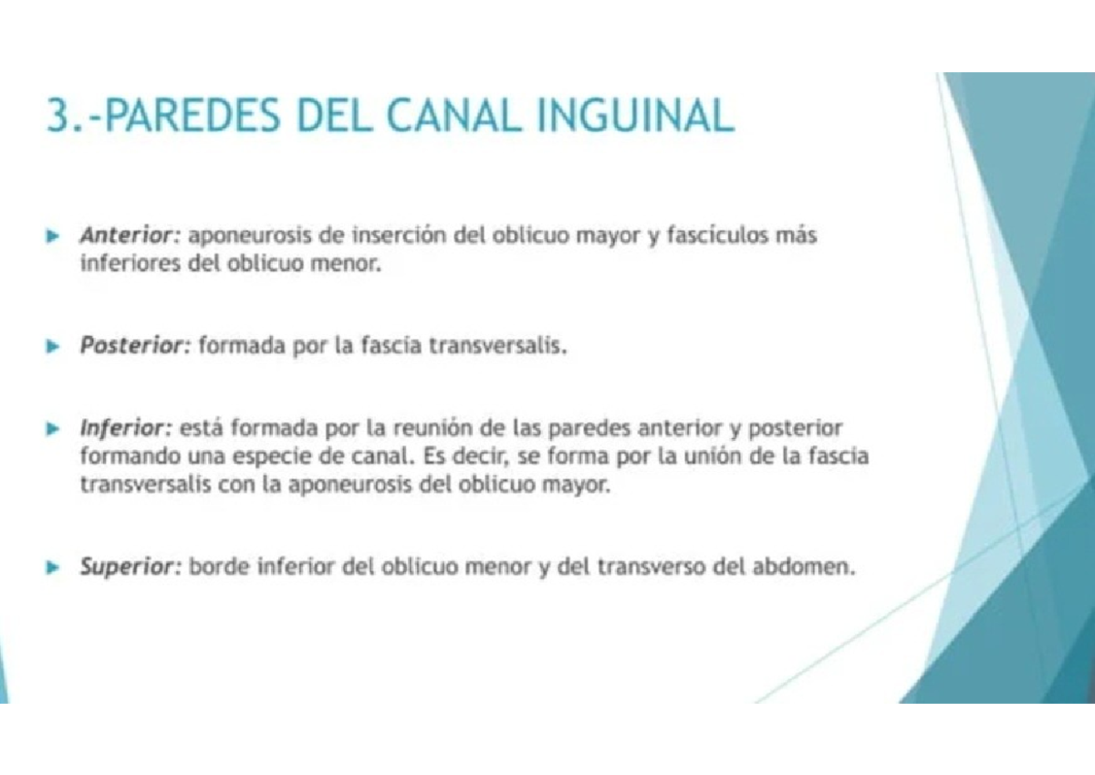 Anatomia Abdominal 2 - paredes del canal inguinal, contenido del canal ...