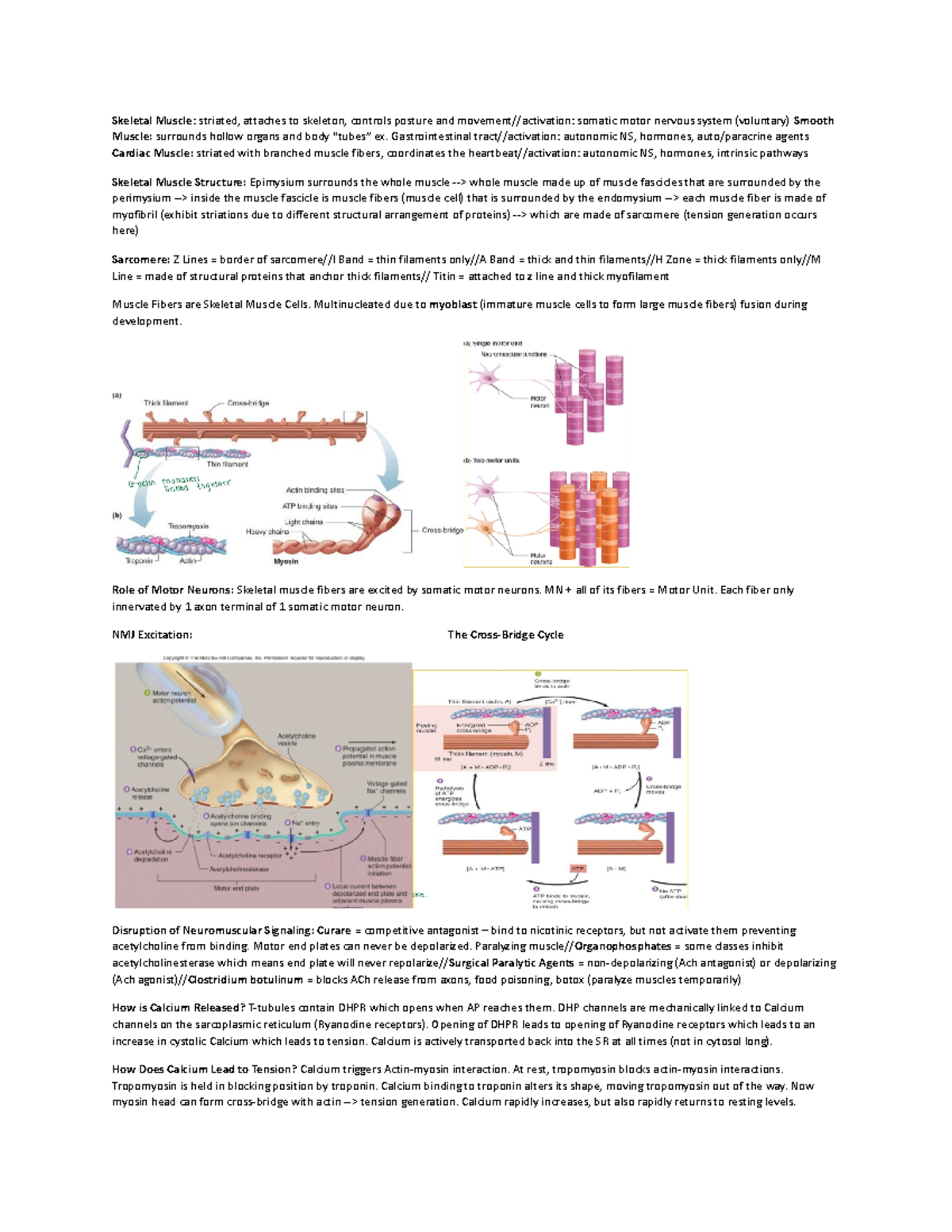 HHP3500 Exam #3 Cheat Sheet - Skeletal Muscle: striated, attaches to ...