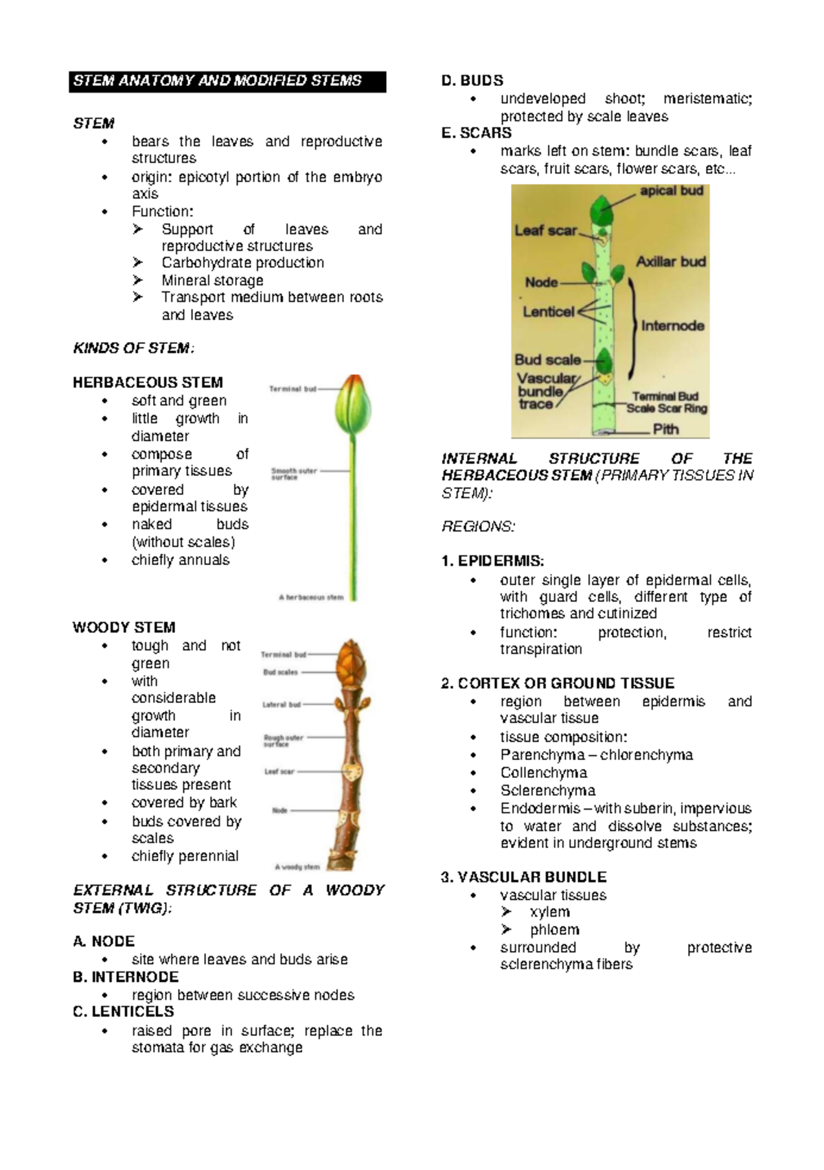 Stem - reviewer - STEM ANATOMY AND MODIFIED STEMS STEM bears the leaves ...