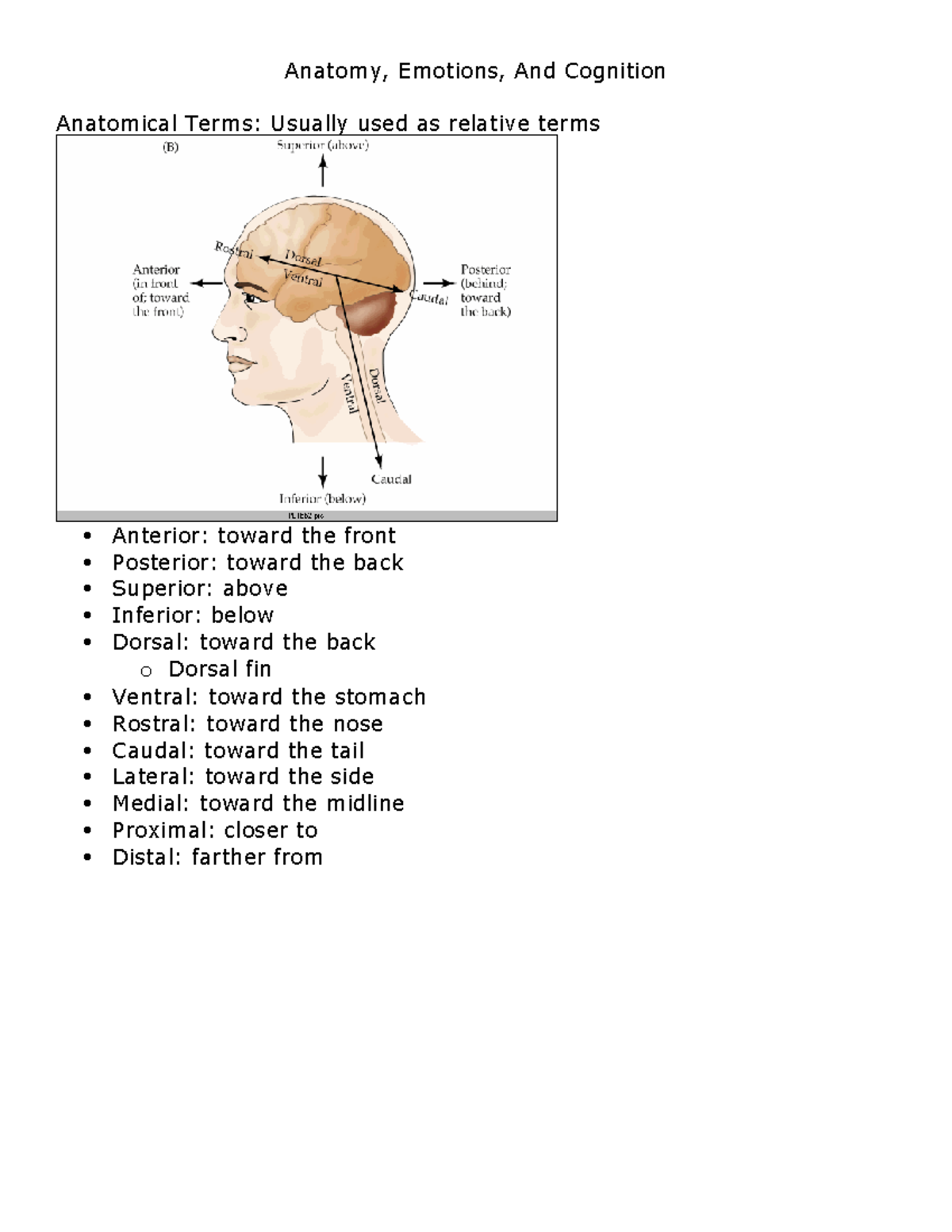 Cog and Affective Neuroscience Notes - Anatomy, Emotions, And Cognition ...