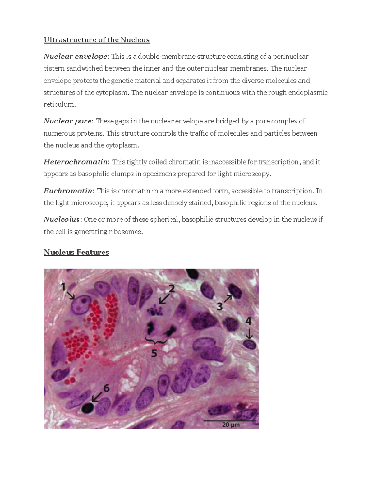 Nucleus notes for exam 1 histo 1 exam 1 - Ultrastructure of the Nucleus ...