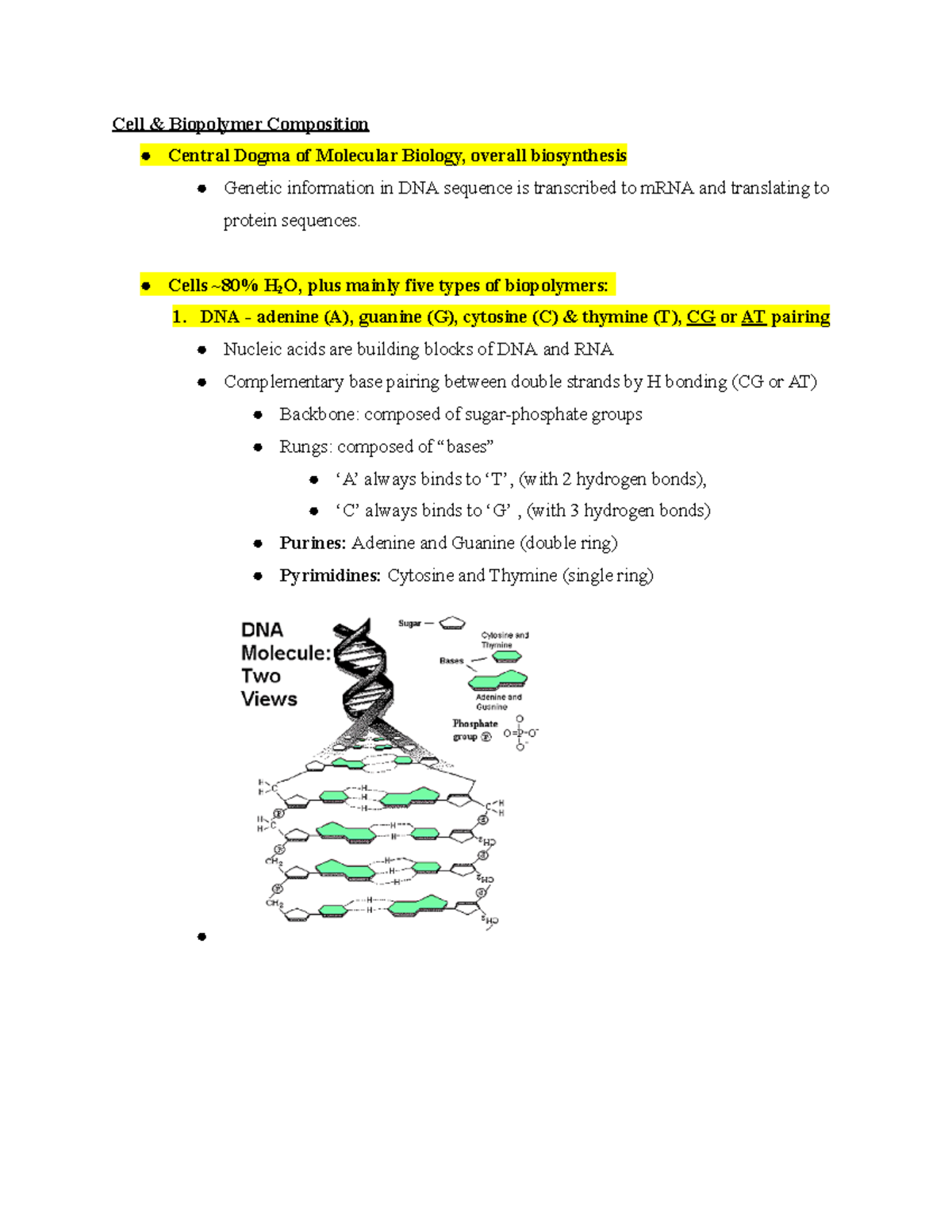Cell biopolymer review - Cell & Biopolymer Composition Central Dogma of ...