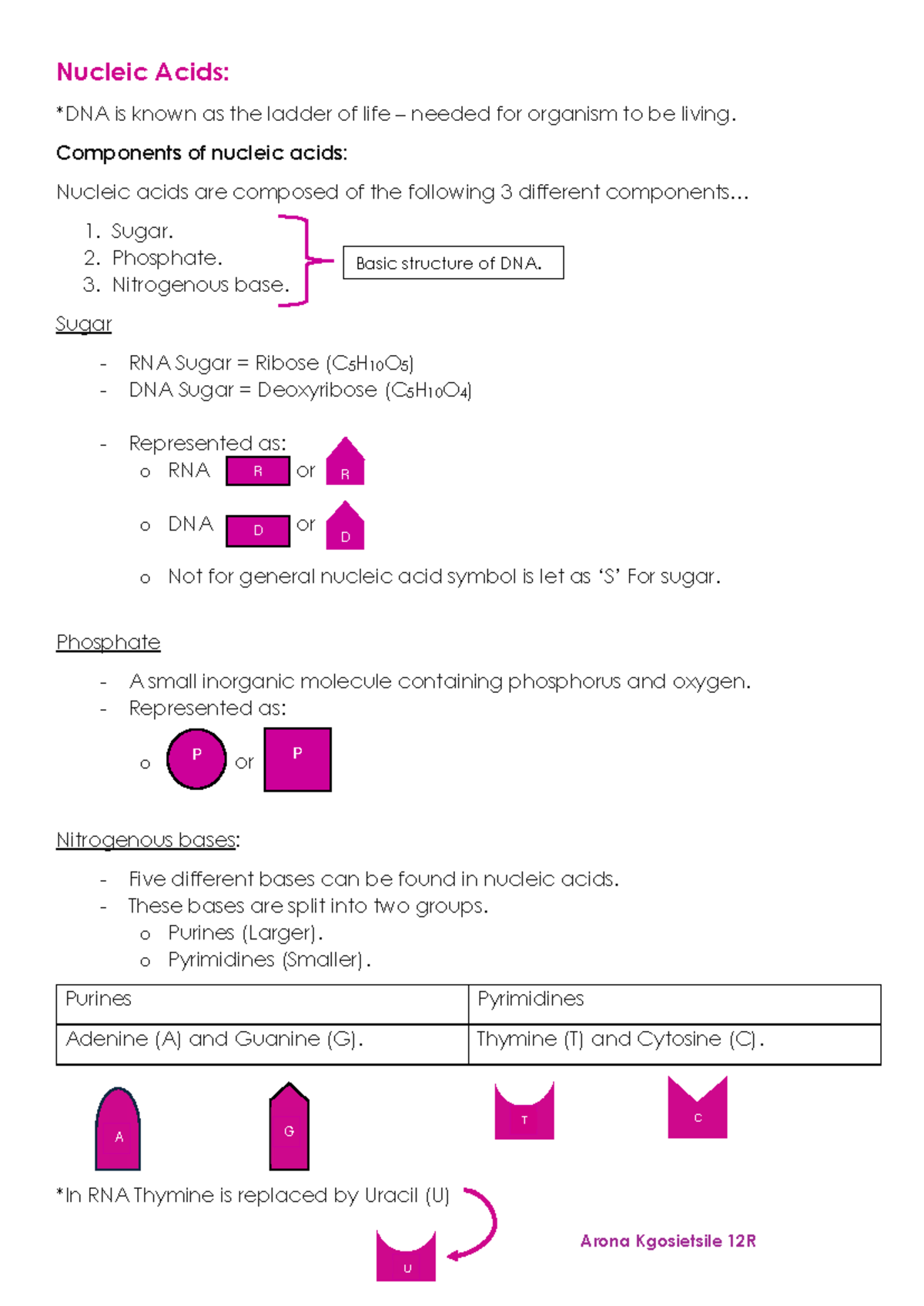 PDF Nucleic Acids - Arona Kgosietsile 12R U T Nucleic Acids: *DNA is ...