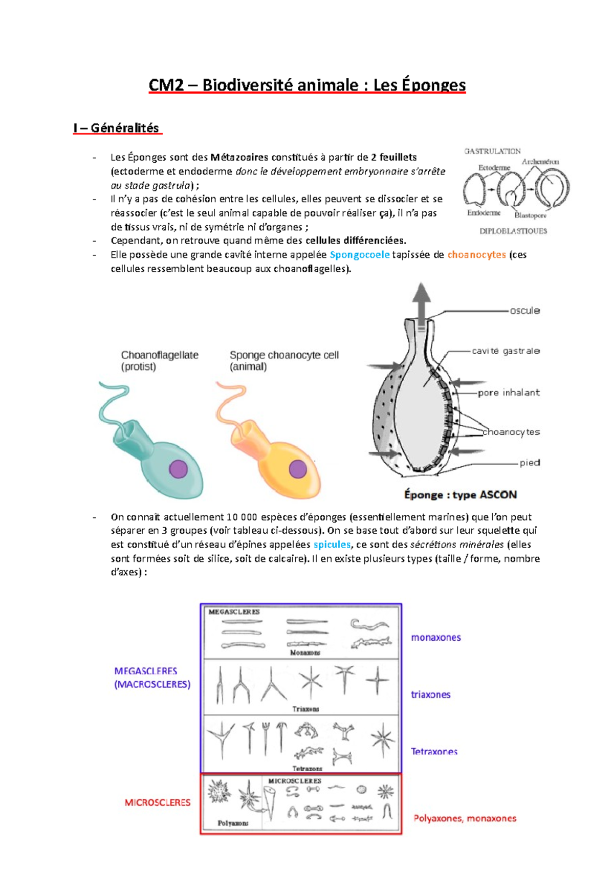 CM2 - Les Spongiaires - CM2 – Biodiversité animale : Les Éponges I ...
