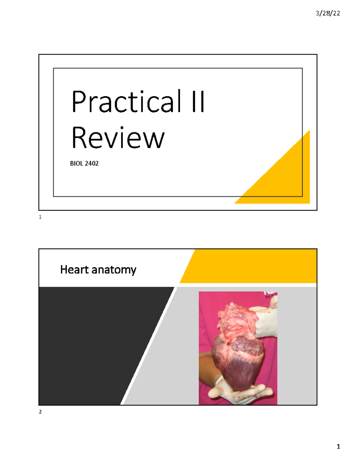 Transition practical study guide #1 - Practical II Review BIOL 2402 1 ...