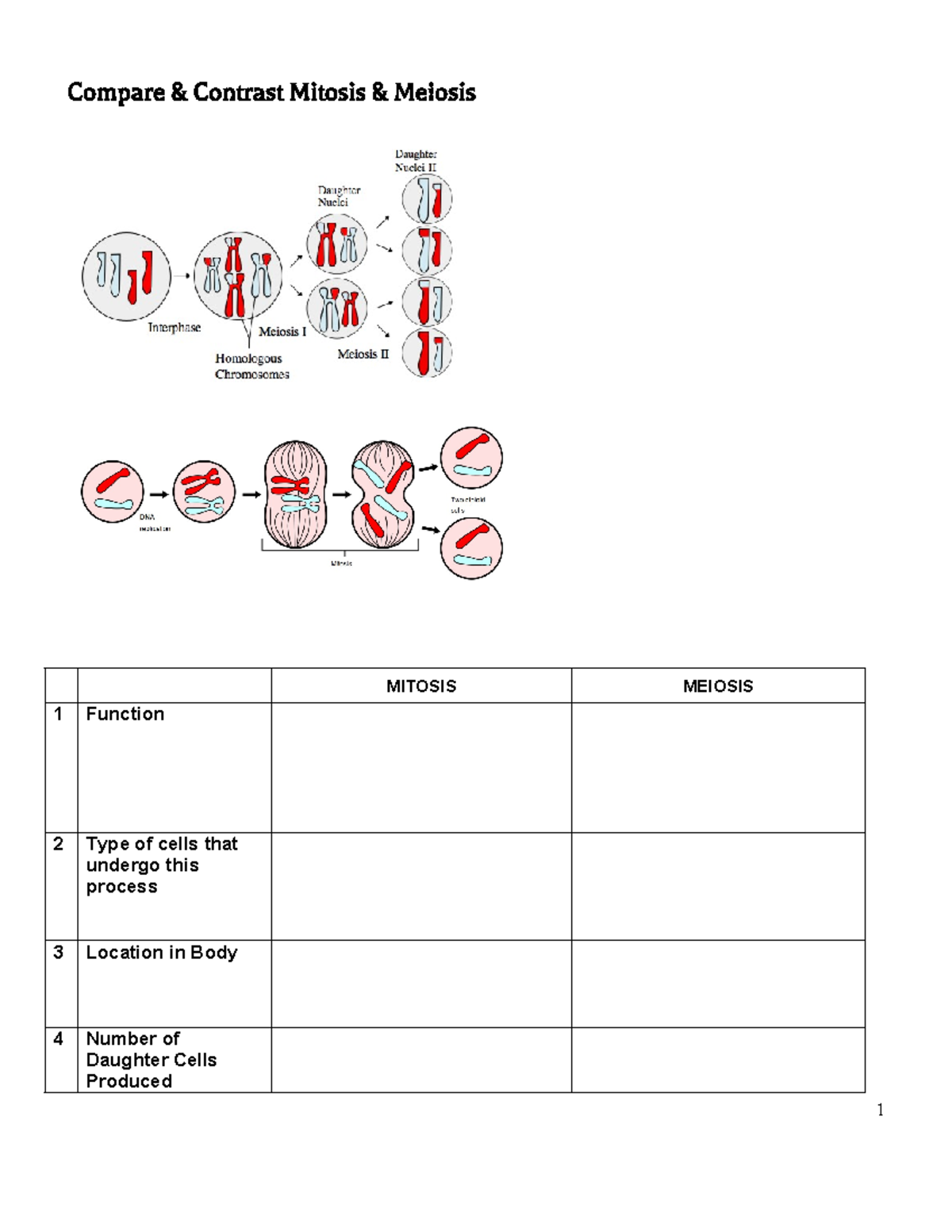 Comparing Mitosisand Meiosis Worksheet - Compare & Contrast Mitosis ...