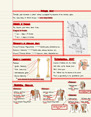 KINE 2850 - 2 - Shoulder Girdle worksheet 2017 - Answer key - Lecture 2 ...