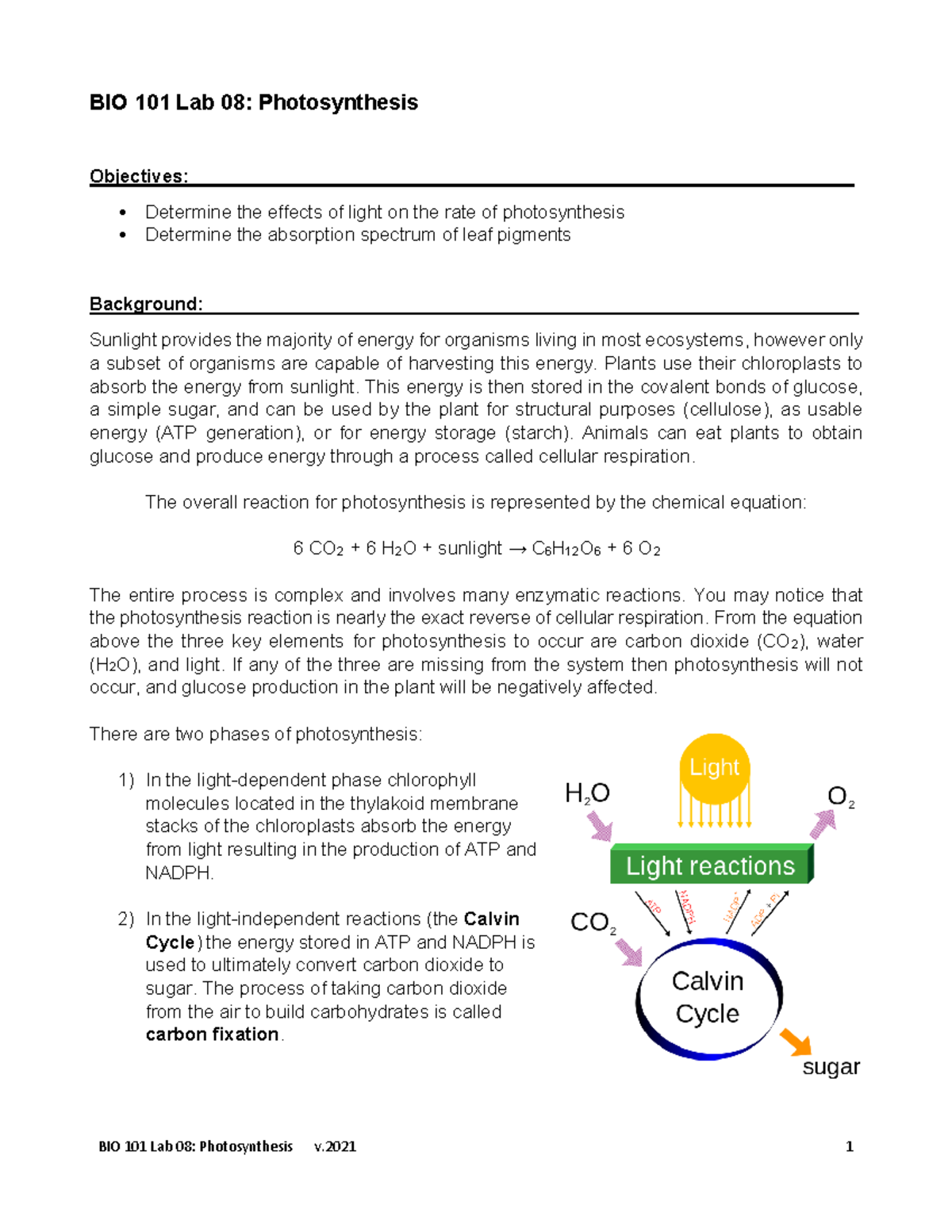 BIO101 Lab08 Photosynthesis - BIO 101 Lab 08: Photosynthesis Objectives ...