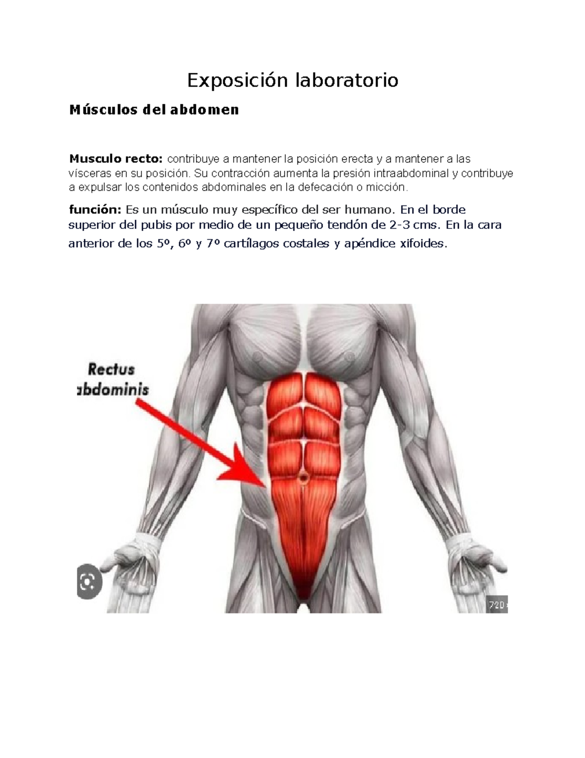 Exposición laboratorio - Exposición laboratorio Músculos del abdomen ...