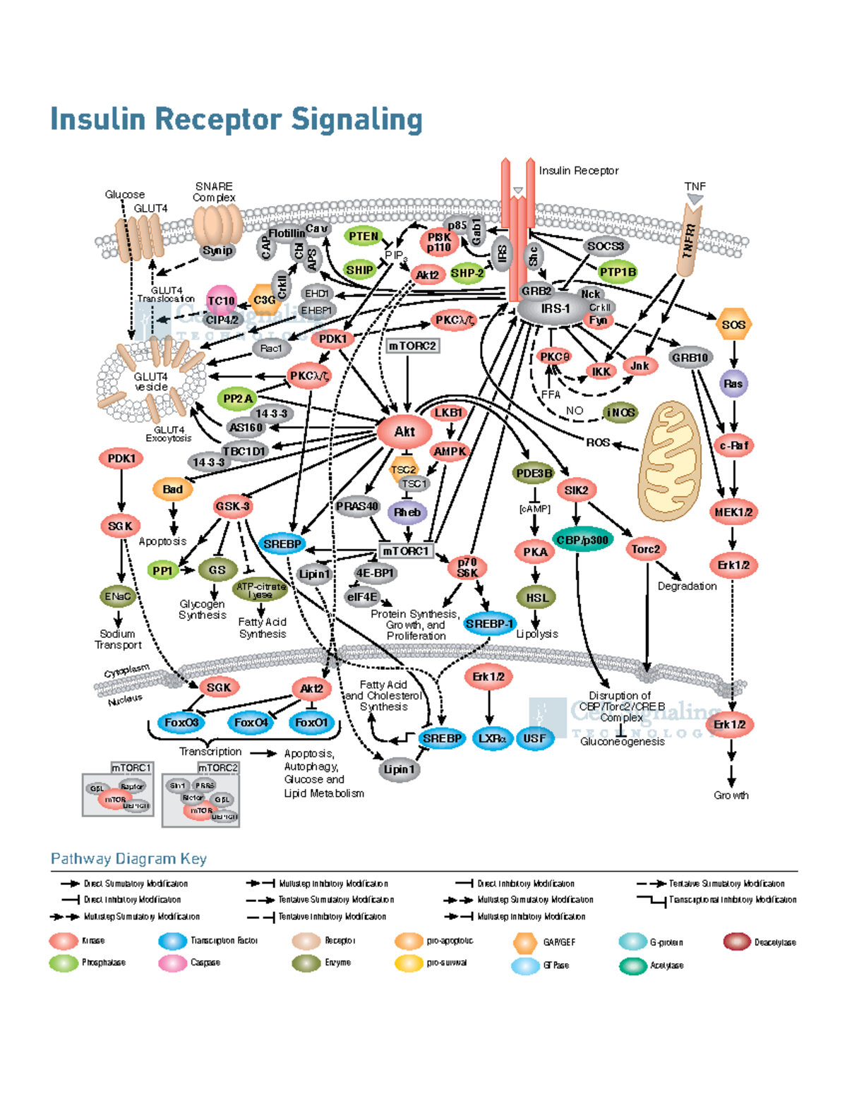 Insulin Receptor outline of how process works - FOD101 - Abertay - Studocu