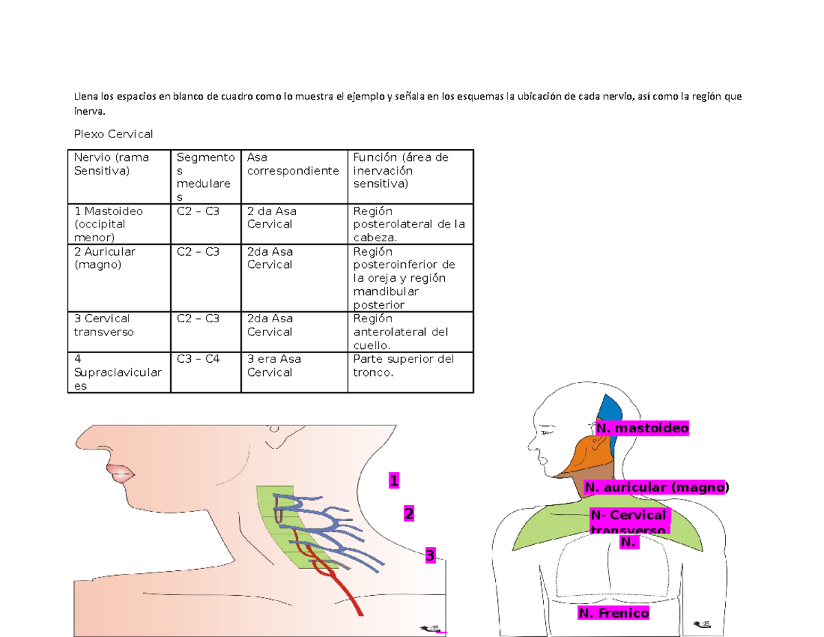 Plexo cervical Sensitivo - Llena los espacios en blanco de cuadro como ...