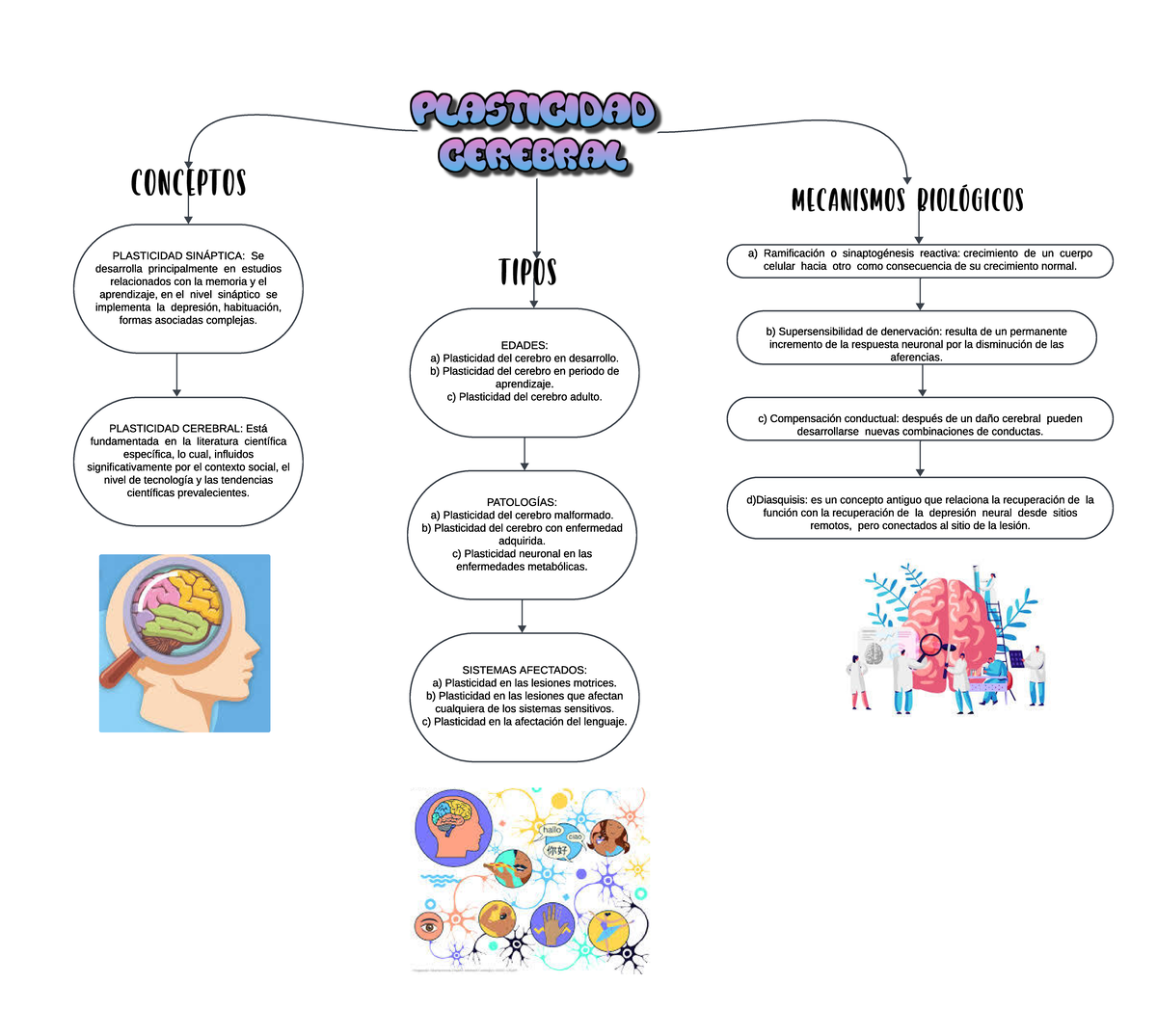 Organizador DE LA Plasticidad Cerebral - PLASTICIDAD SINÁPTICA: Se ...