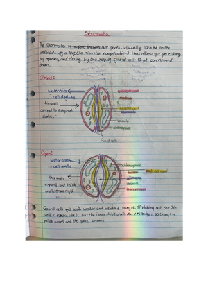 Enzymes Mind Map Biology Study Notes Prelim Temperature Temp Rate