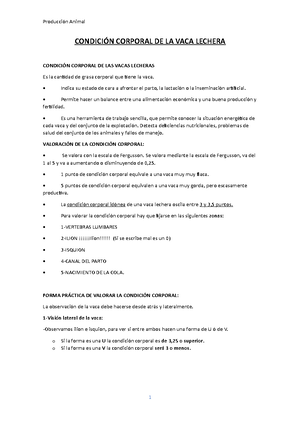 TEMA 3. Anatomía Y Fisiología DE LA UBRE - ANATOMÍA Y FISIOLOGÍA DE LA ...