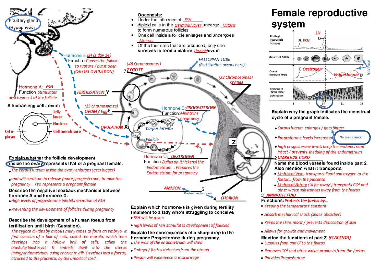 2.1 one Pager female reproduction MEMO - Pituitary gland (Hypophysis) B ...