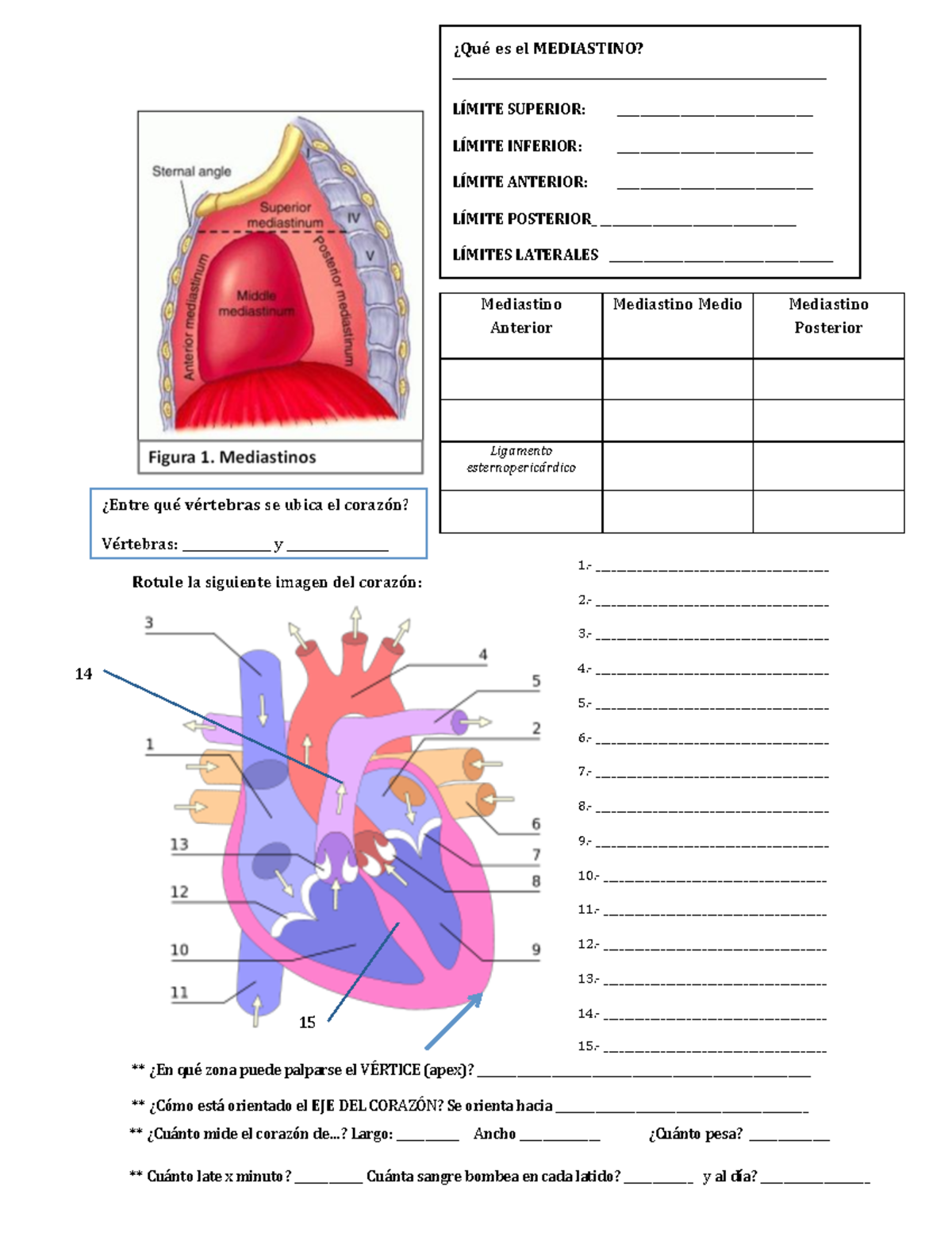 Apuntes cardio final - apunte de anatomía del área cardiaca - 15 ¿Entre ...