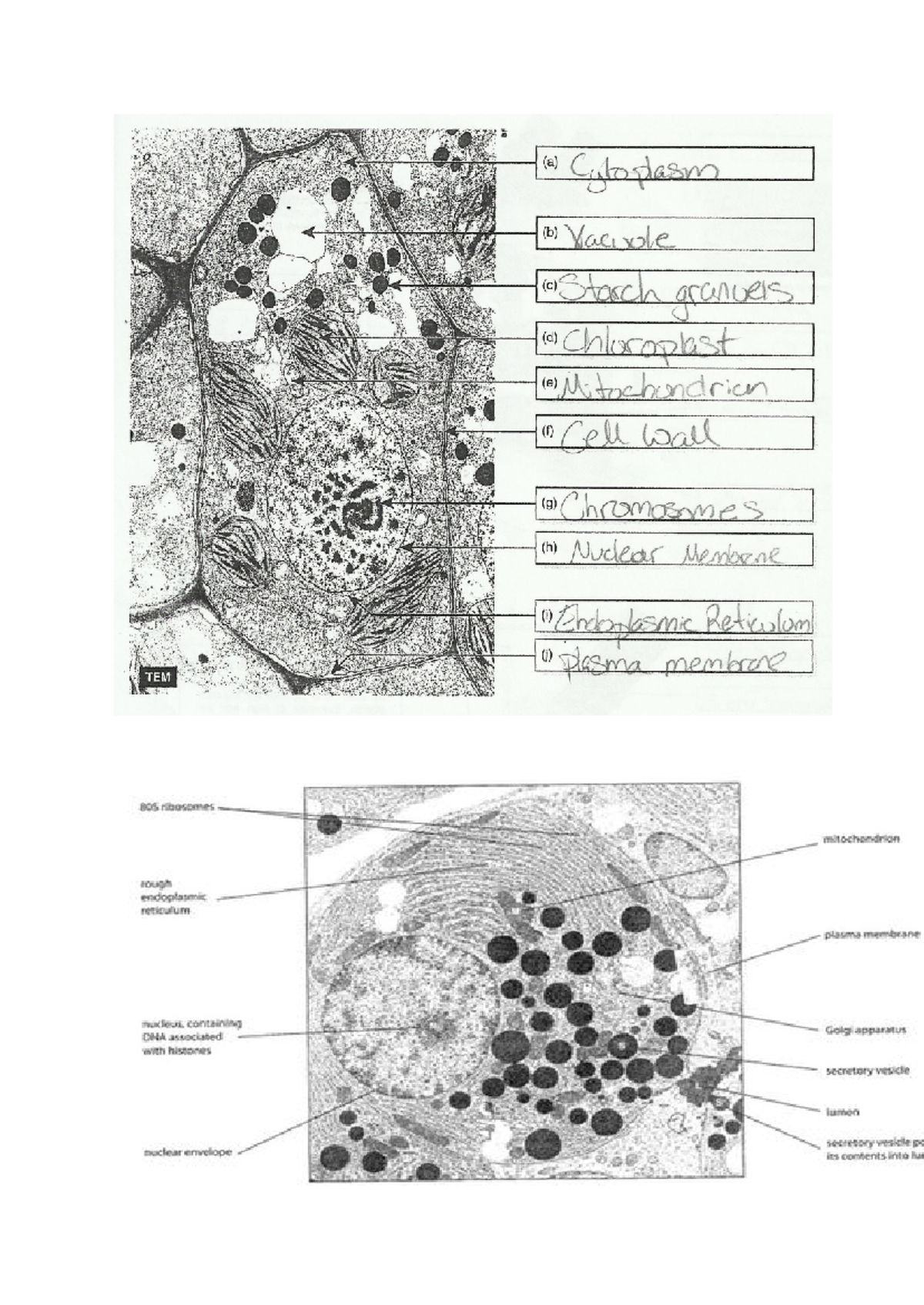 Micrscope images of cells - Studocu