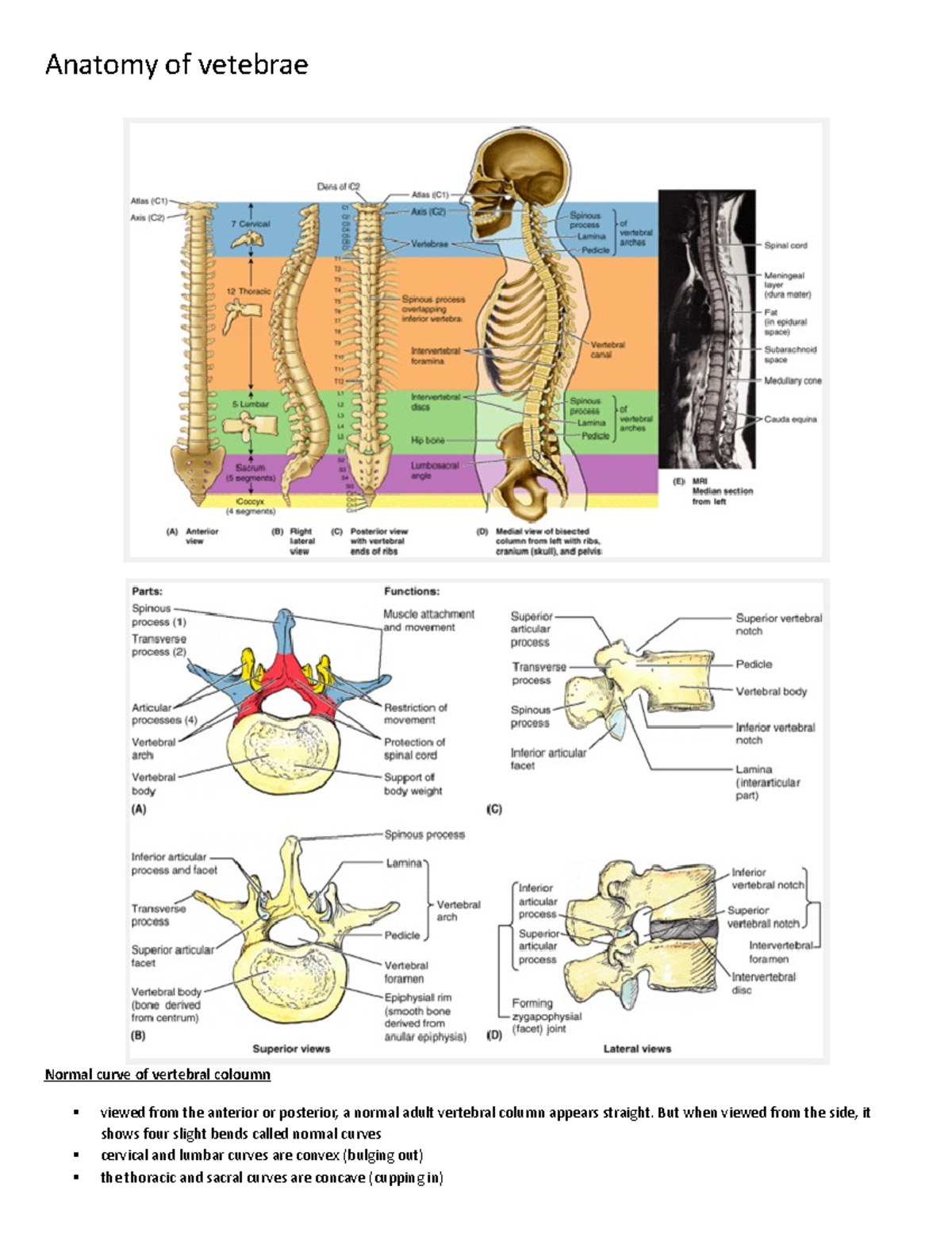 Anatomy and physiology of Spinal - Anatomy of vetebrae Normal curve of ...